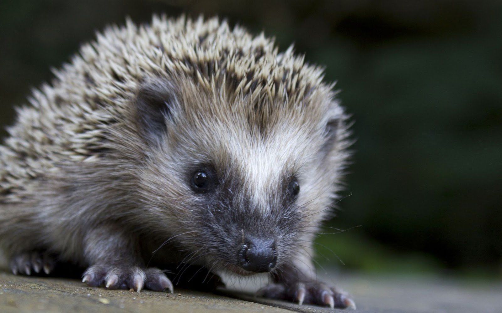 Egel Wallpapers - Wallpaper Cave