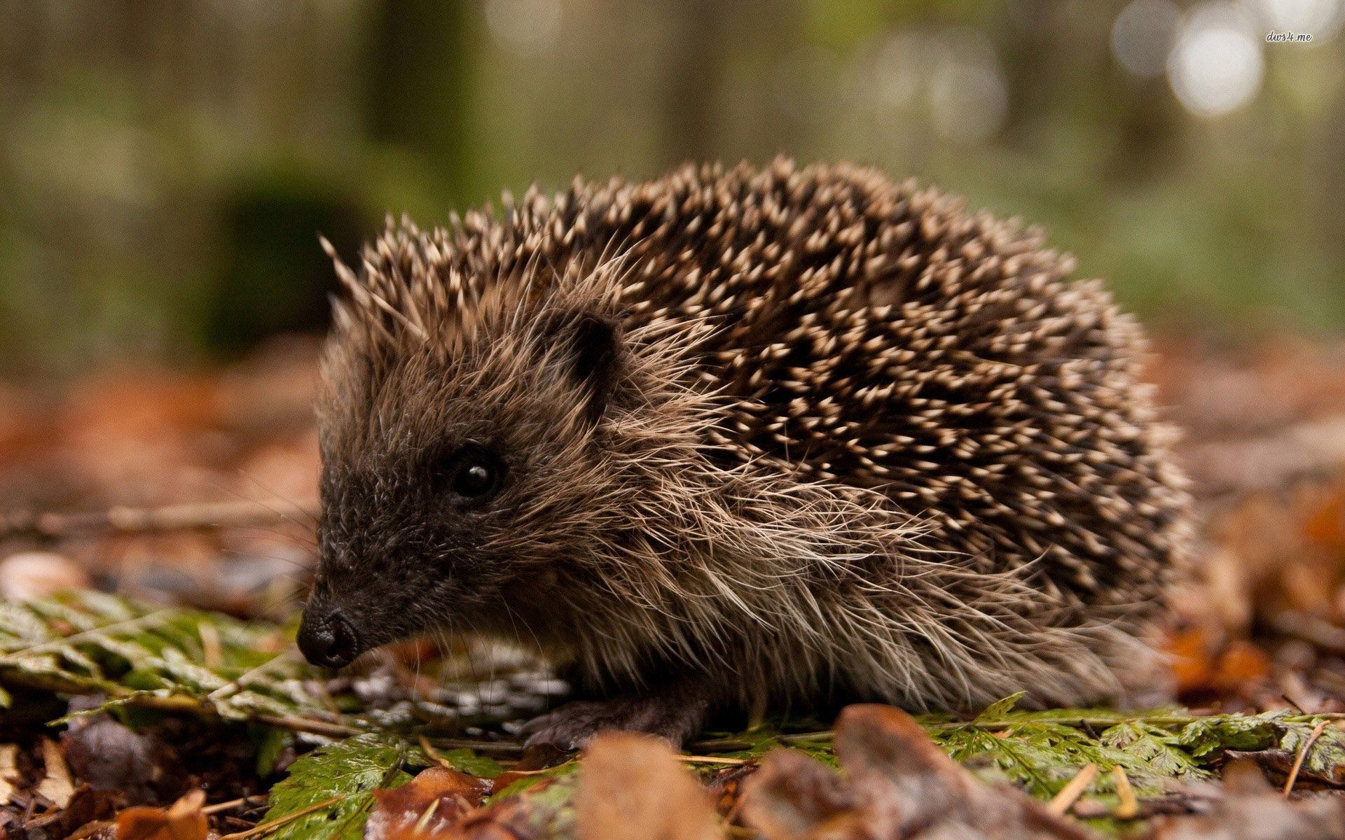 Egel Wallpapers - Wallpaper Cave