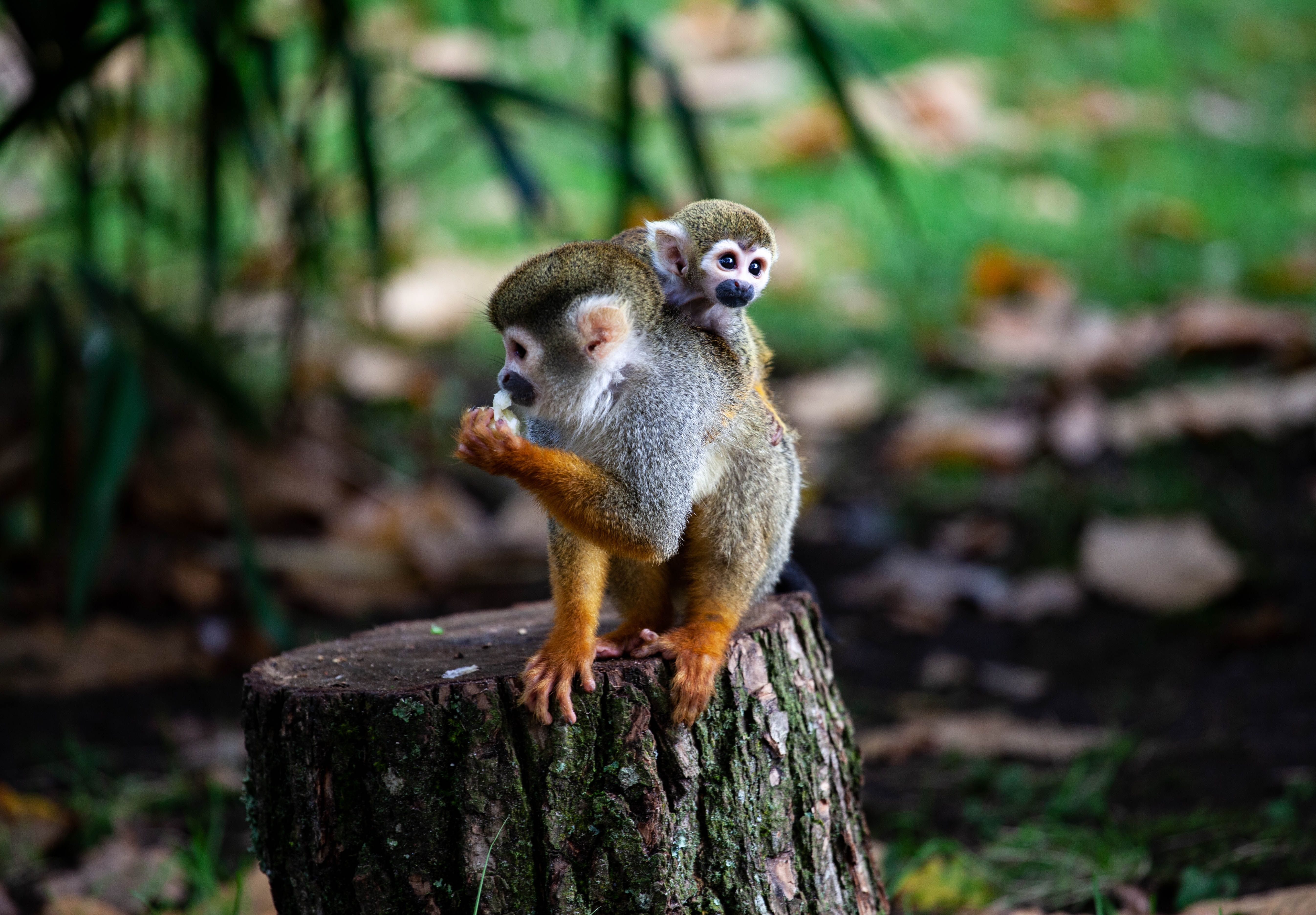 Spider monkey Wallpapers Wallpaper Cave