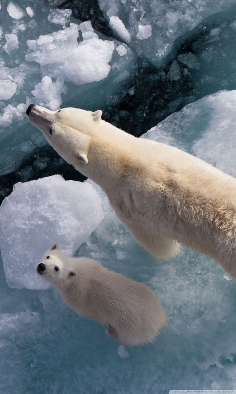 Ice Bear iPhone Wallpapers - Wallpaper Cave