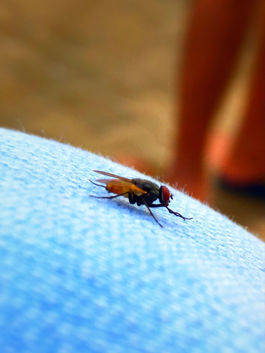 Makkhi Movie Wallpapers - Wallpaper Cave