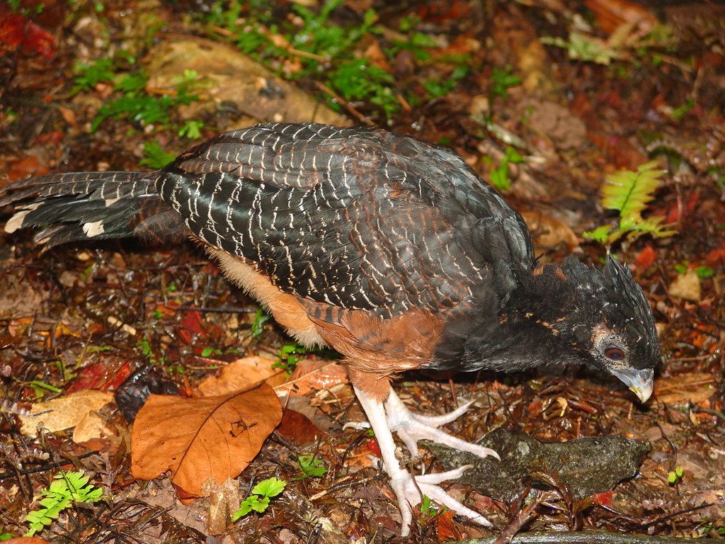 Blue-billed Curassow Wallpapers - Wallpaper Cave