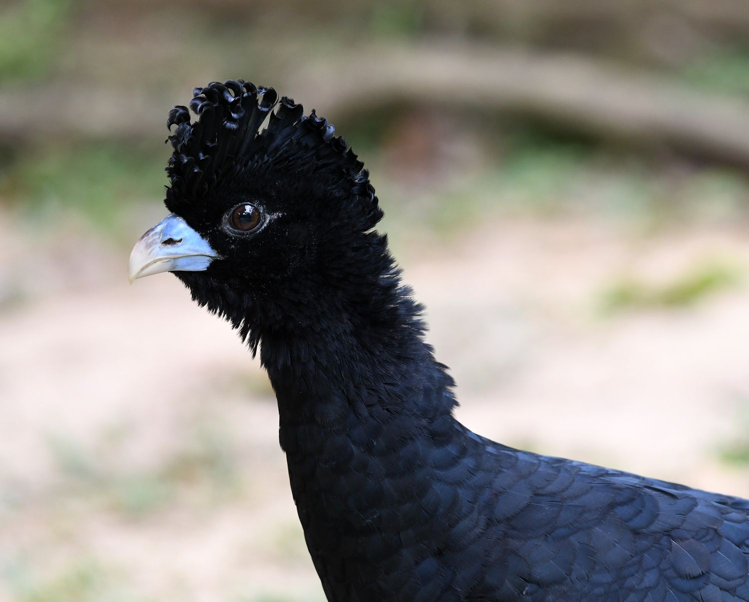 Blue-billed Curassow Wallpapers - Wallpaper Cave