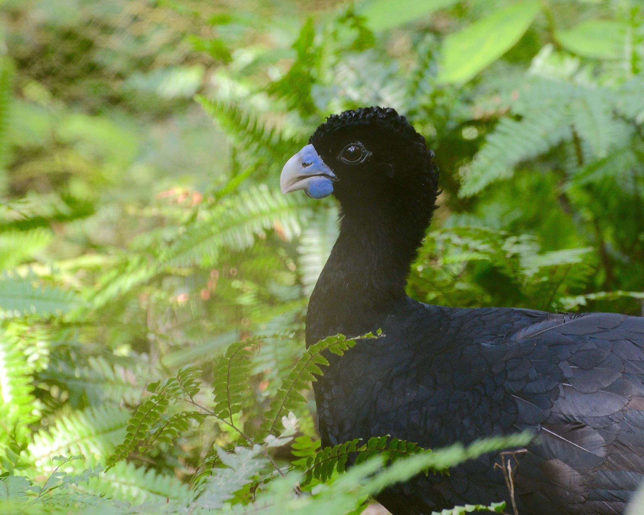 Blue-billed Curassow Wallpapers - Wallpaper Cave