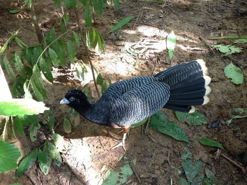 Blue-billed Curassow Wallpapers - Wallpaper Cave
