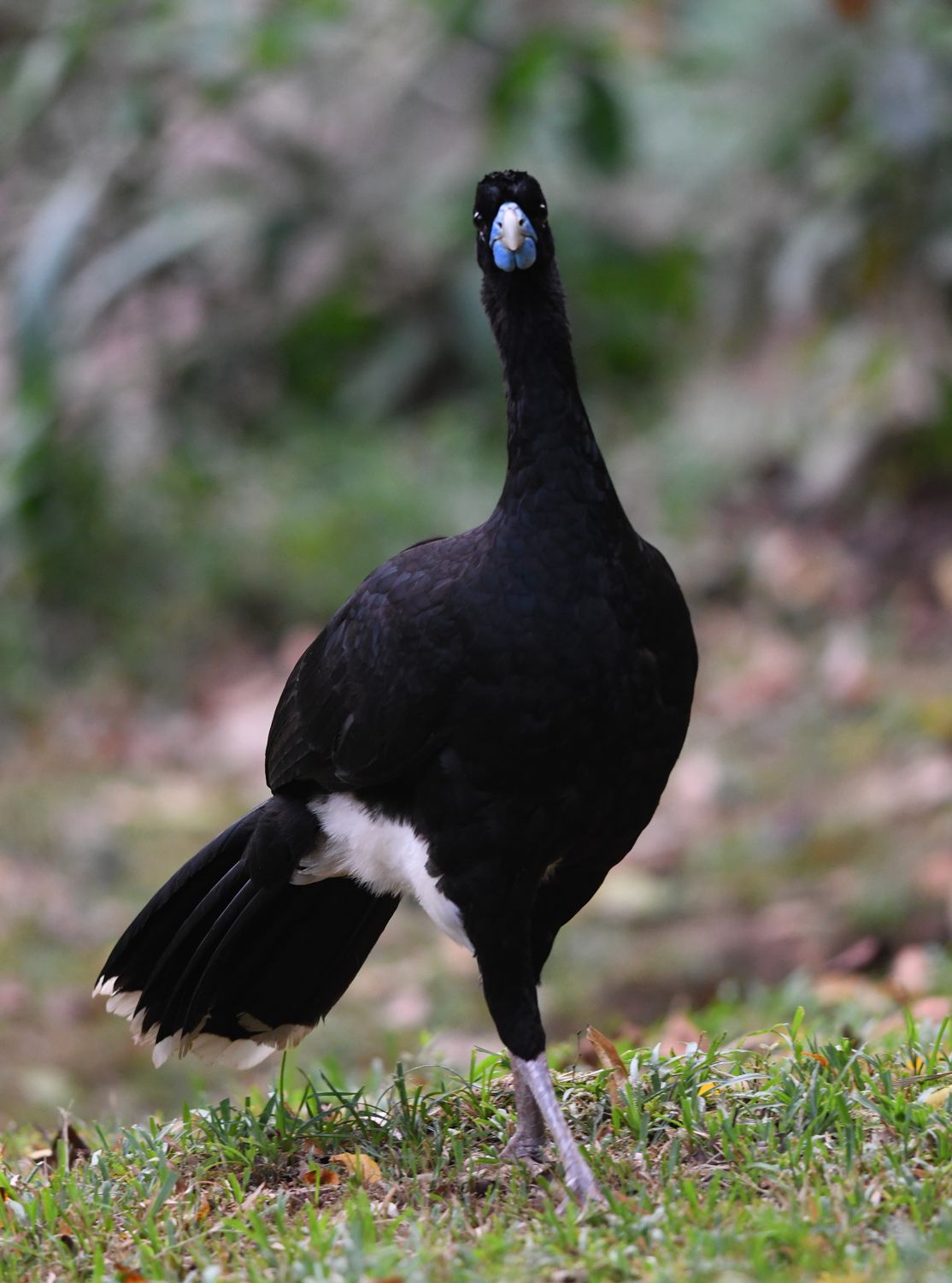 Blue-billed Curassow Wallpapers - Wallpaper Cave