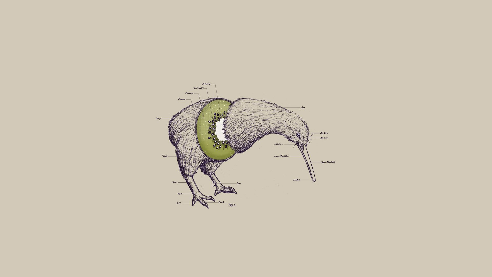 Kiwi Meme Wallpapers - Wallpaper Cave
