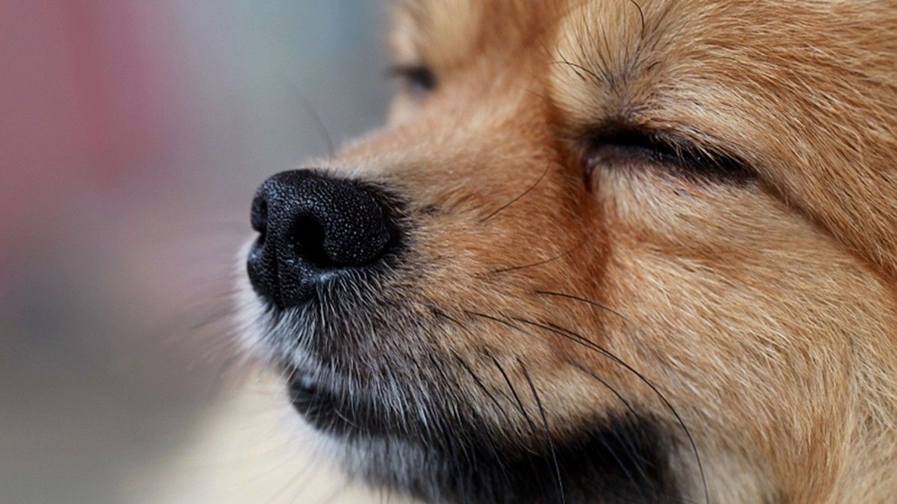 Pomchi Wallpapers - Wallpaper Cave