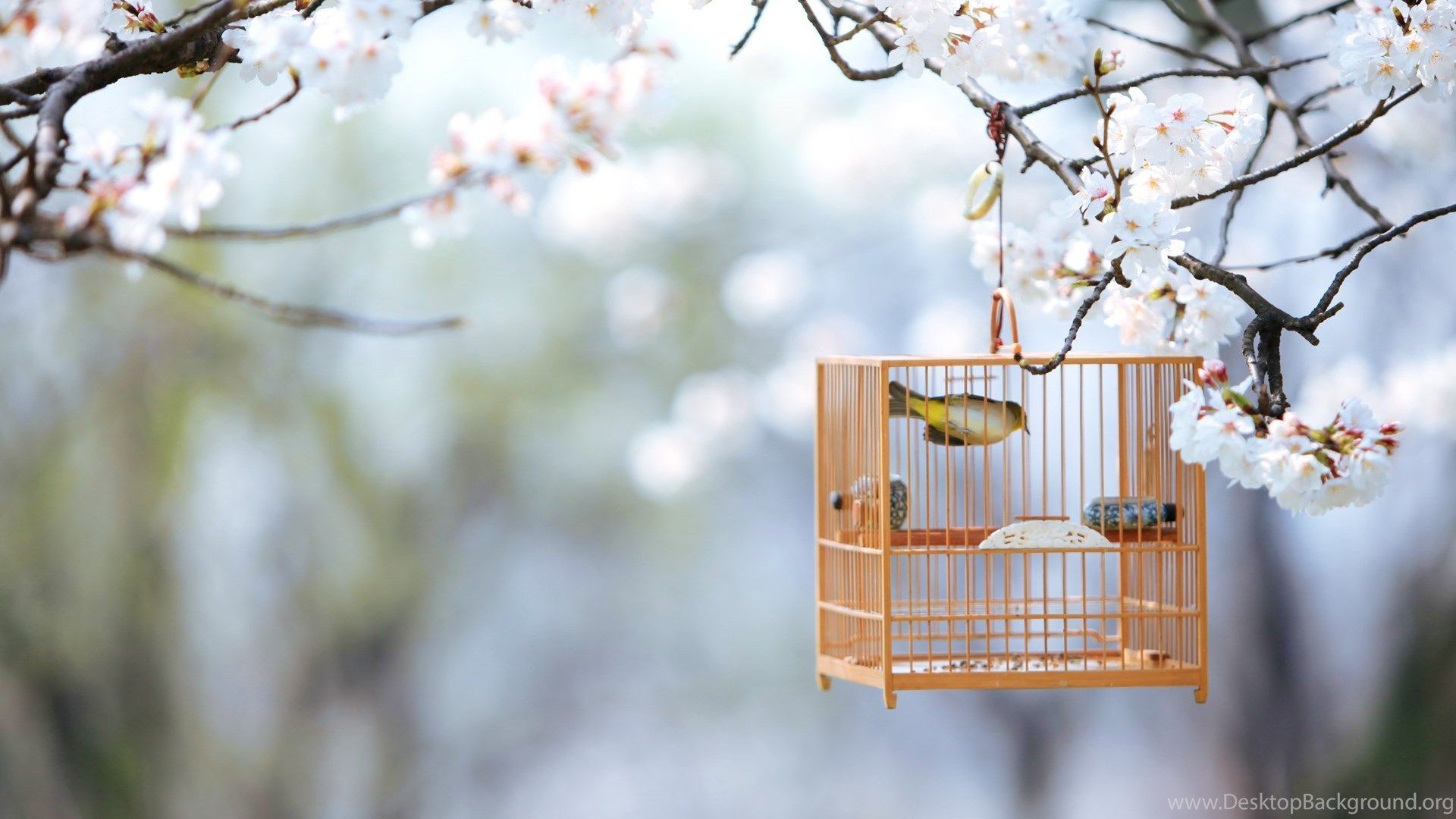 Bird Cage Wallpapers - Wallpaper Cave