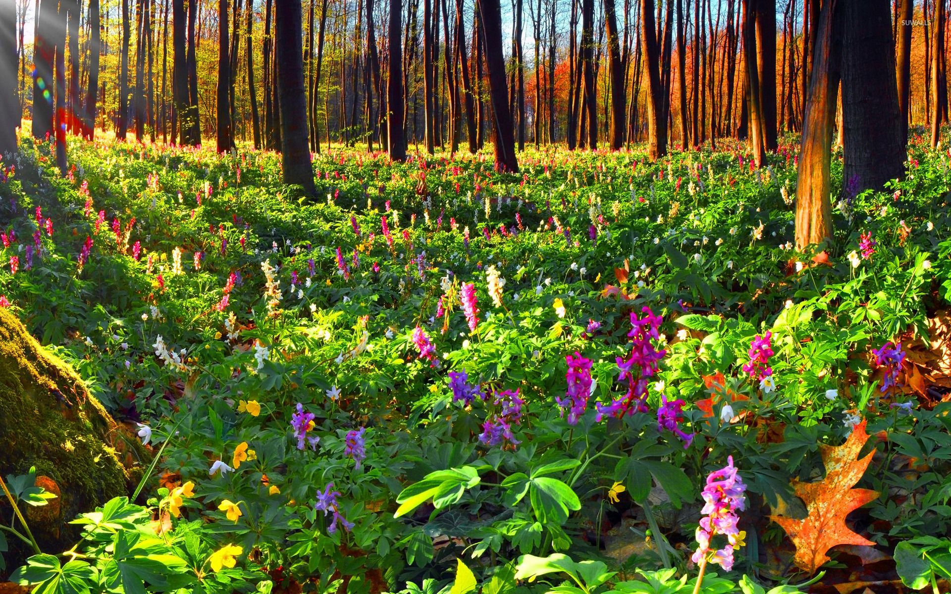 Forest Wildflowers Wallpapers - Wallpaper Cave