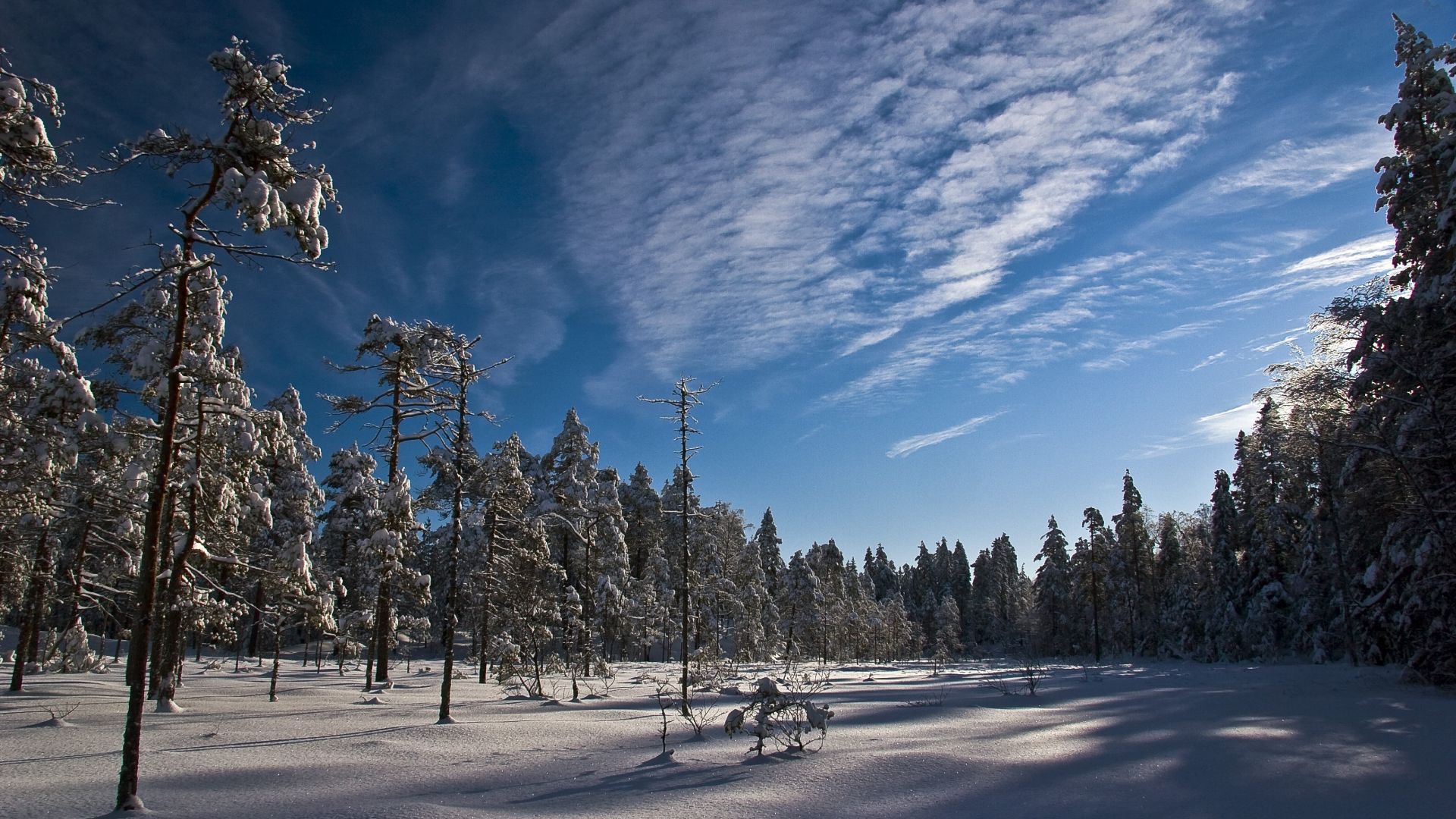 Sunny Winter Trees Wallpapers - Wallpaper Cave