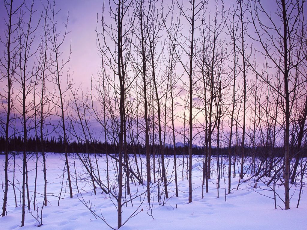 Winter Trees HD Wallpapers - Wallpaper Cave