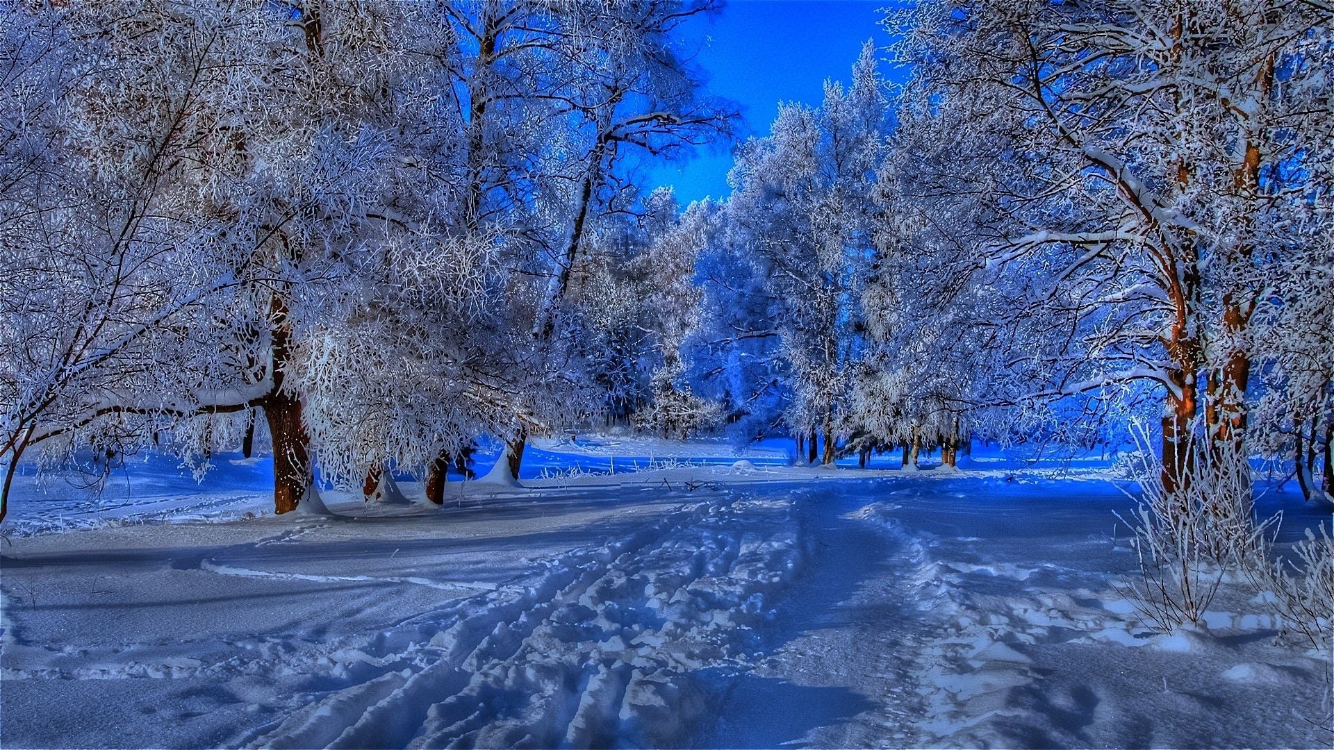 Beautiful Winter Trees Wallpapers - Wallpaper Cave