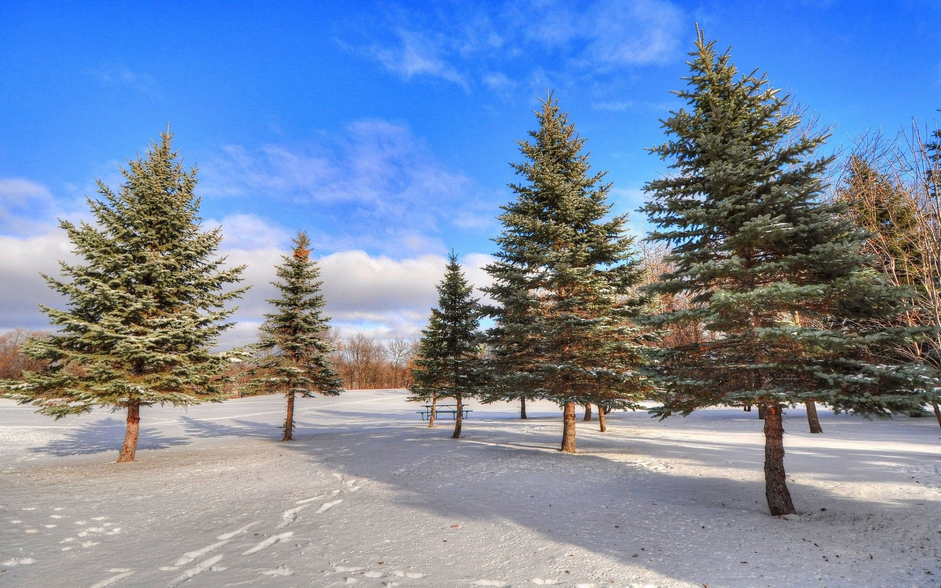 Sunny Winter Trees Wallpapers - Wallpaper Cave