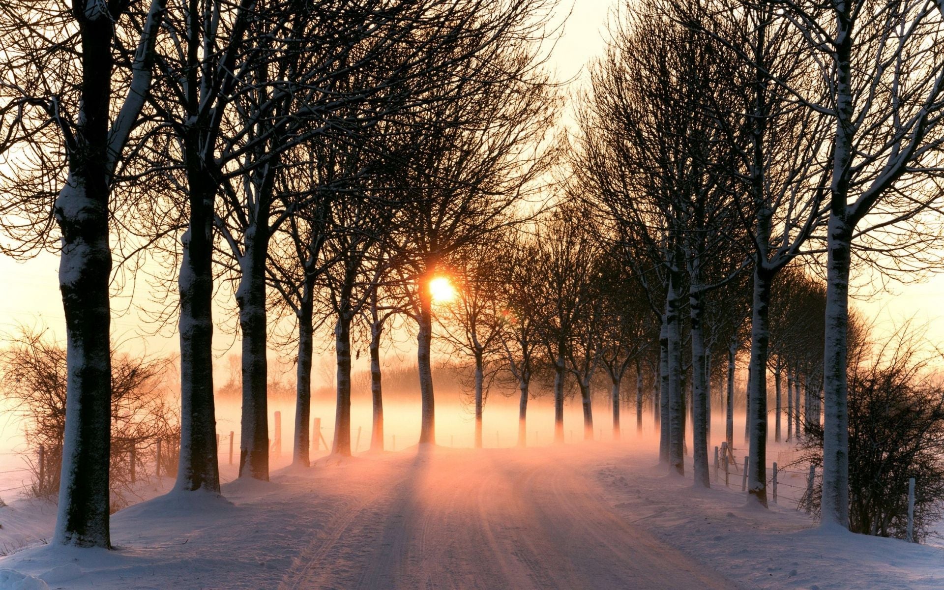 Sunny Winter Trees Wallpapers - Wallpaper Cave