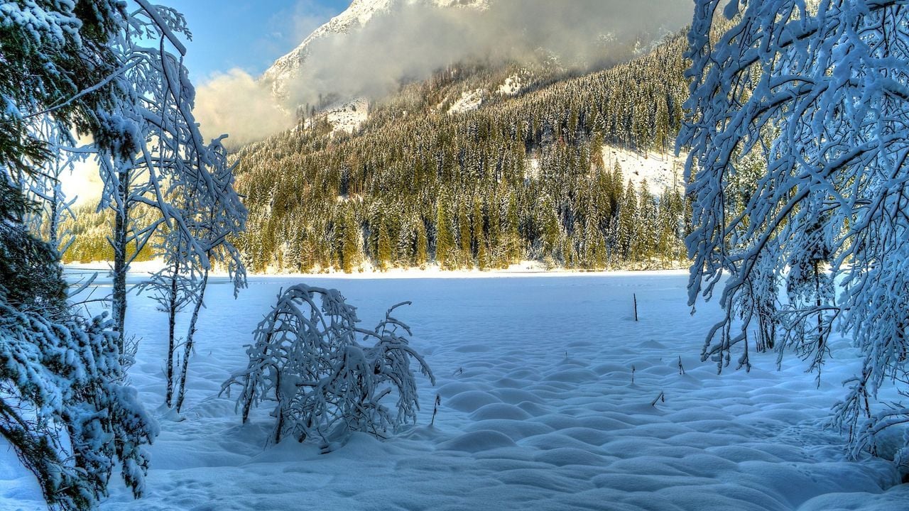 Sunny Winter Trees Wallpapers - Wallpaper Cave