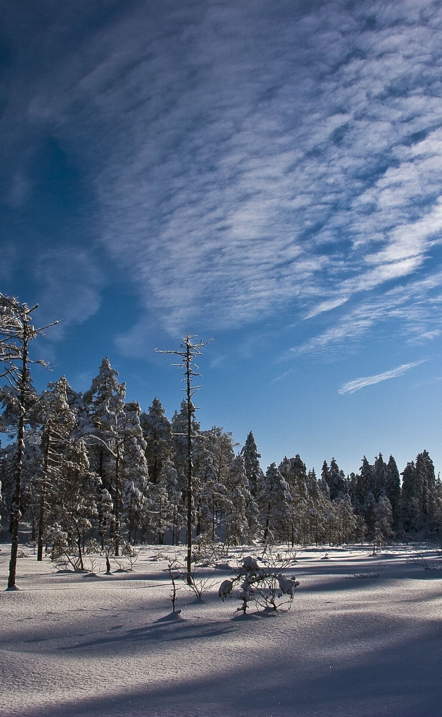 Sunny Winter Trees Wallpapers - Wallpaper Cave