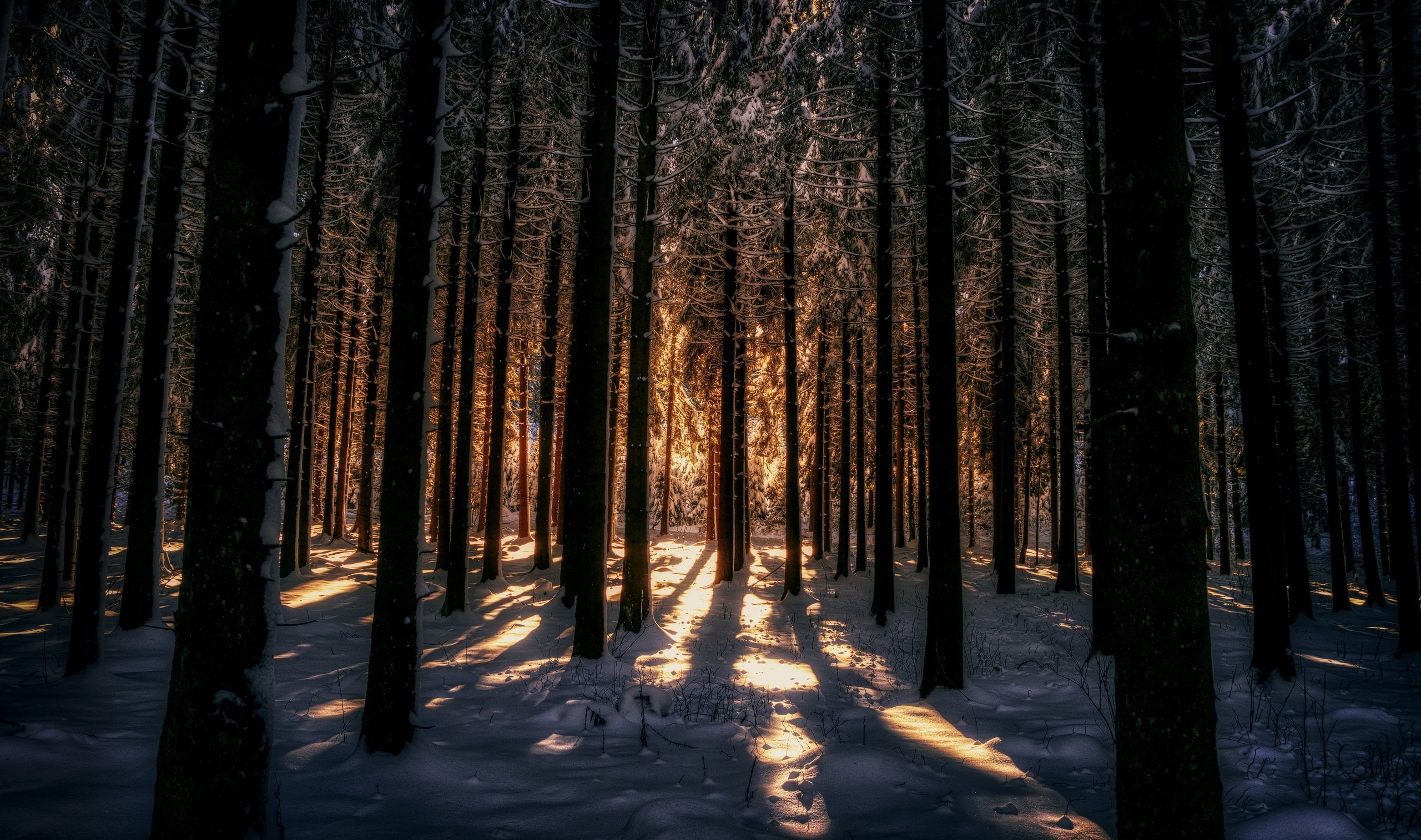 Sunny Winter Trees Wallpapers - Wallpaper Cave
