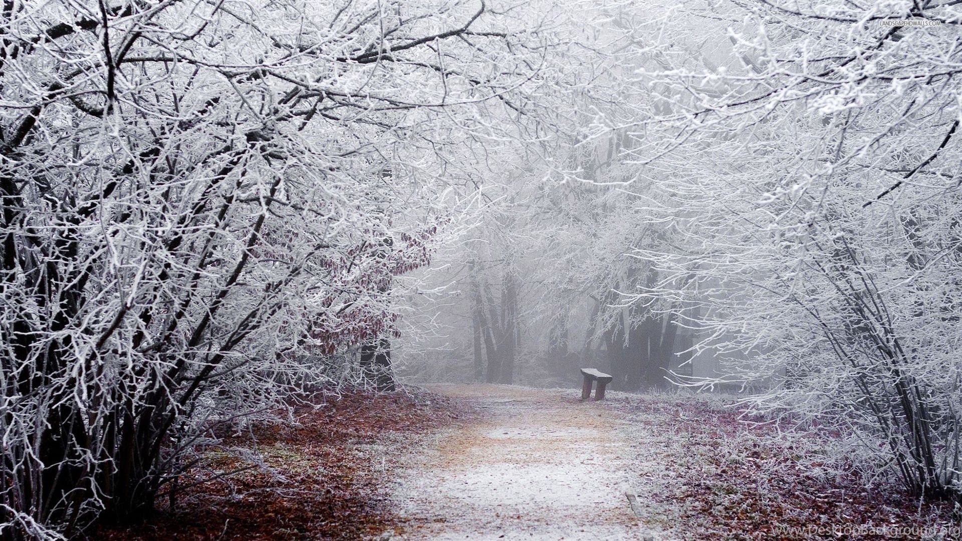 HD Winter Forest Wallpapers - Wallpaper Cave