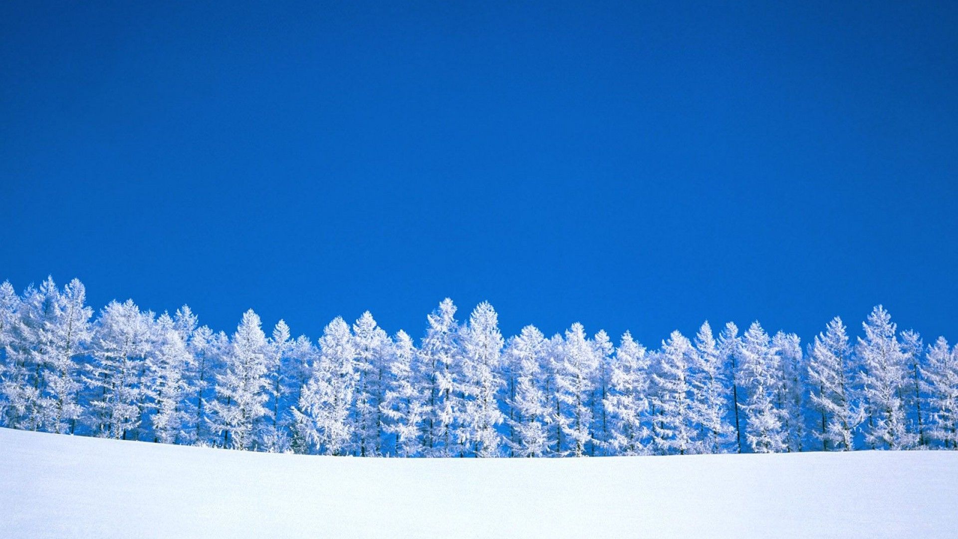 Sunny Winter Trees Wallpapers - Wallpaper Cave