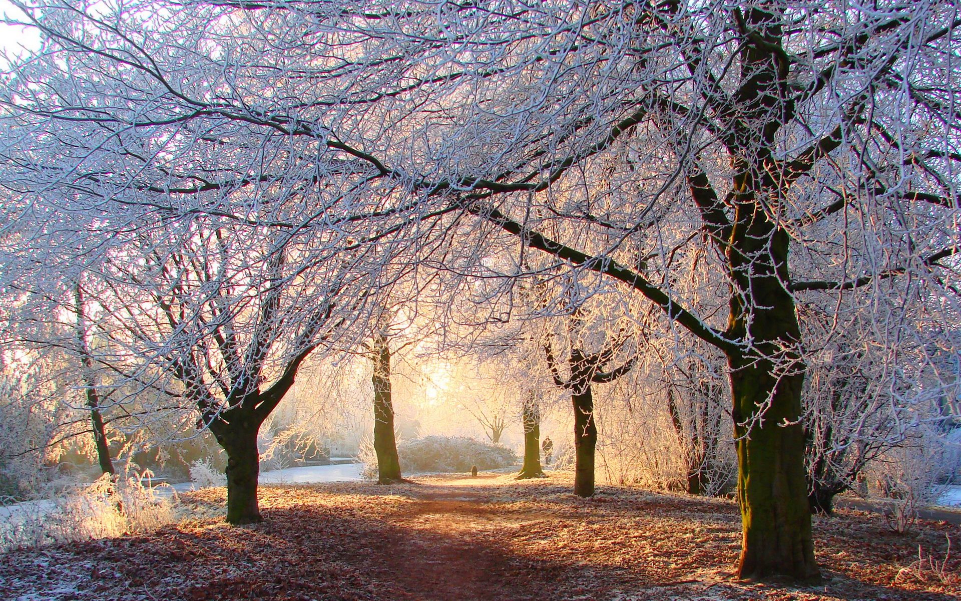 Sunny Winter Trees Wallpapers - Wallpaper Cave