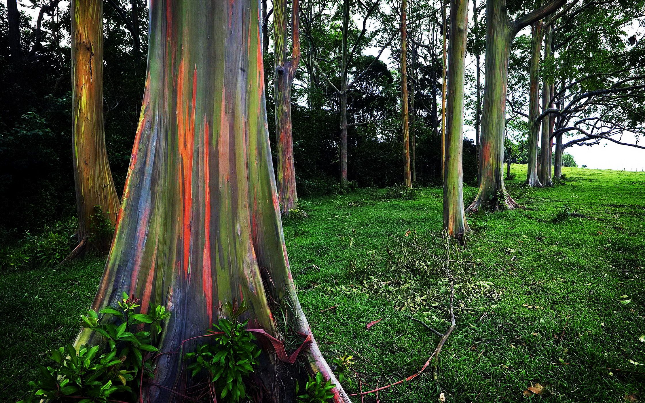 Rainbow Tree Wallpapers - Wallpaper Cave