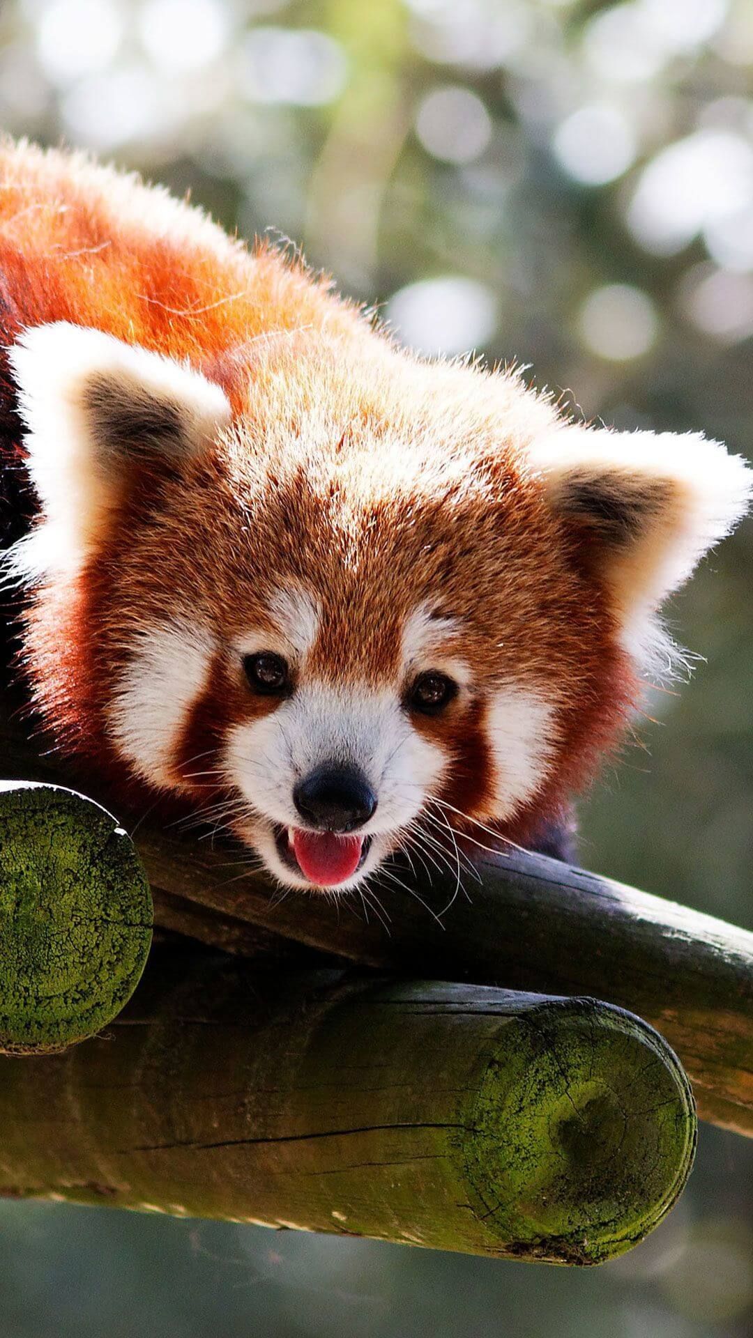 Cute Red Pandas Wallpapers Wallpaper Cave Cute Red Pandas Wallpapers Wallpaper Cave