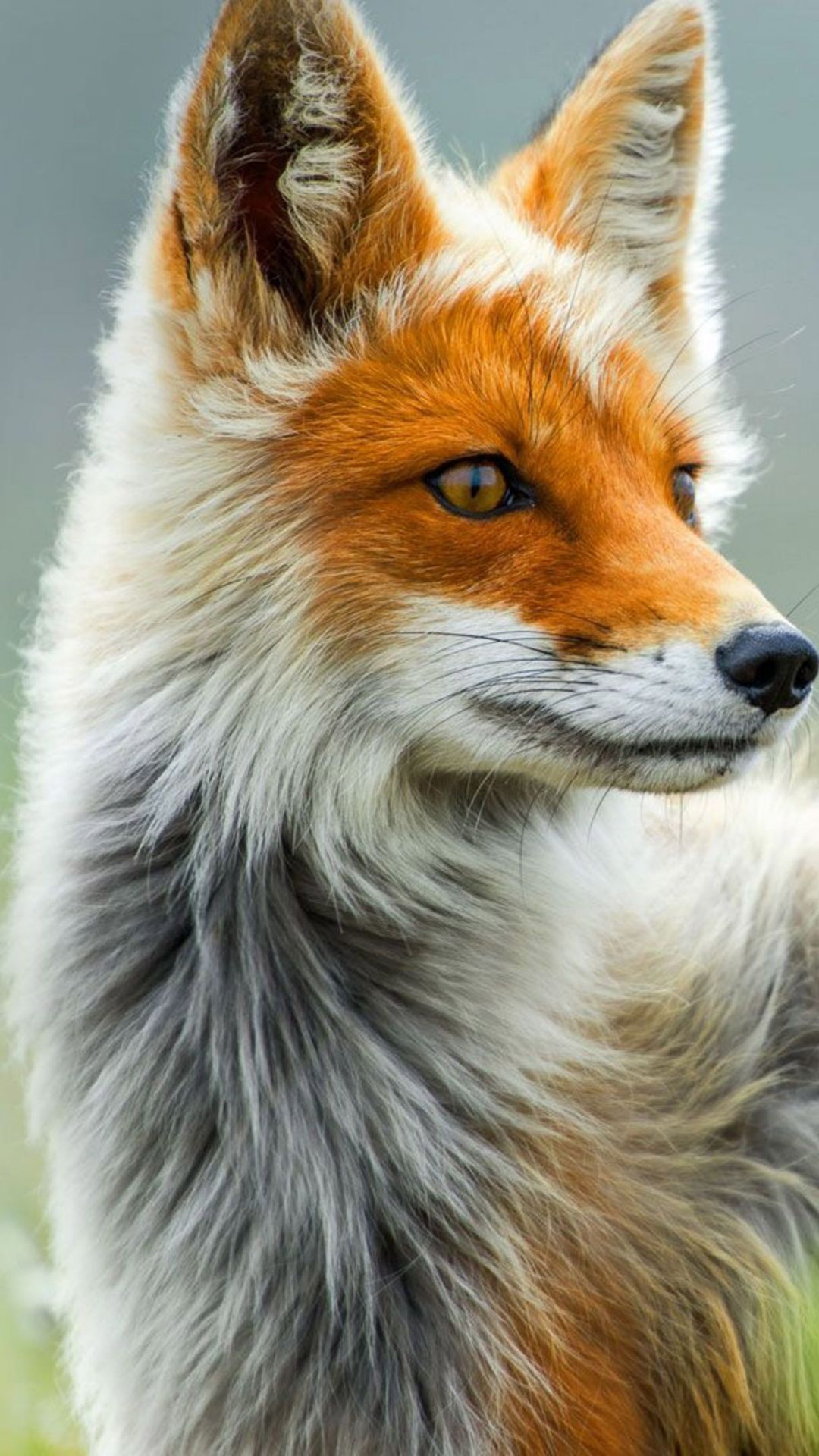 Android HD Nature Animal Wallpapers - Wallpaper Cave