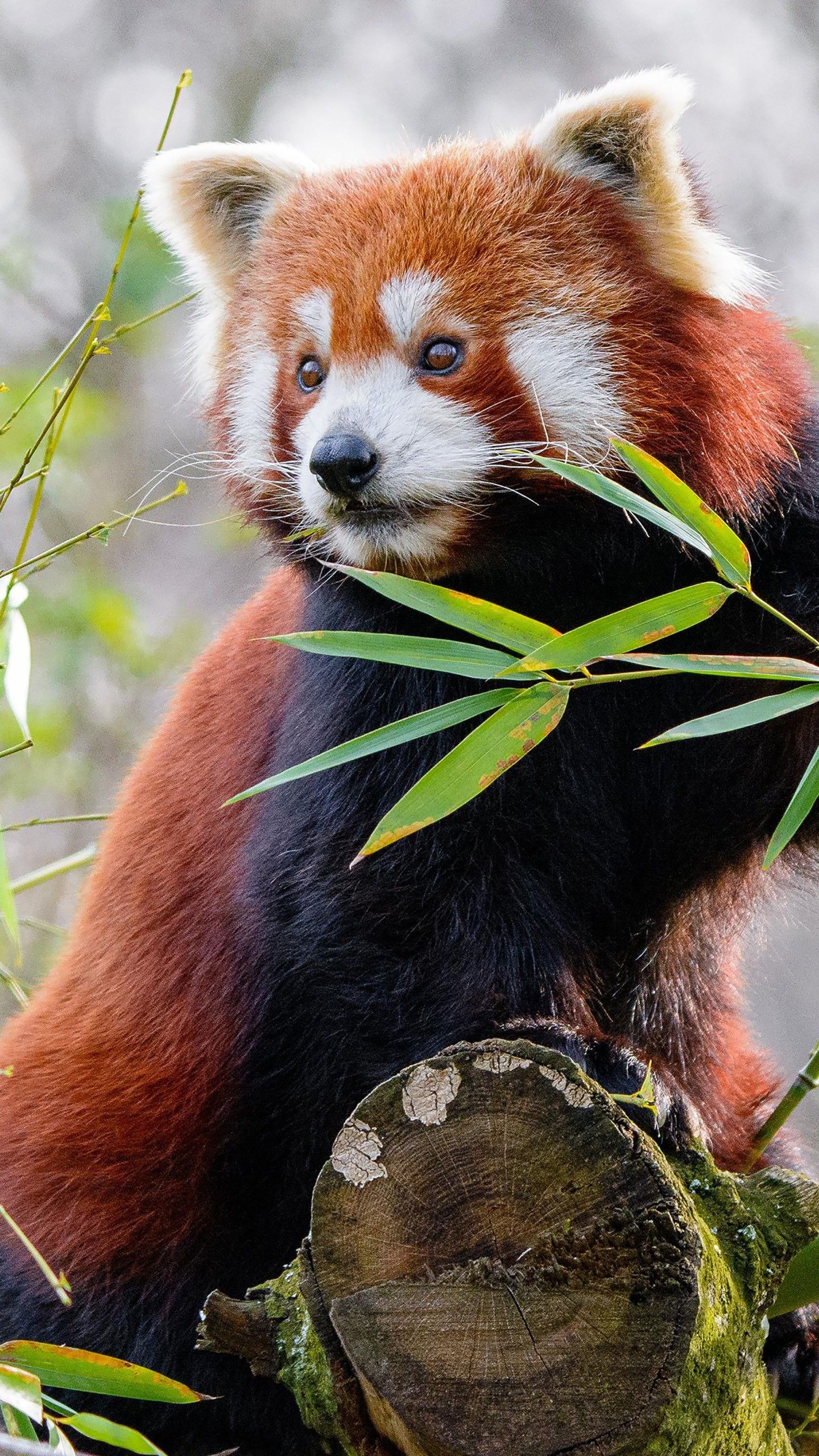 Wallpaper 3840x2400 Red Panda