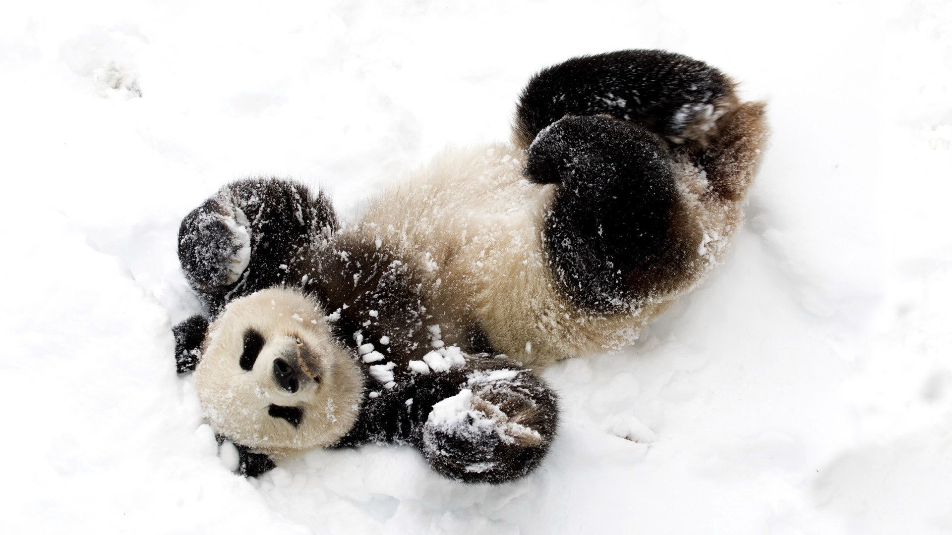 Panda Winter Wallpapers - Wallpaper Cave