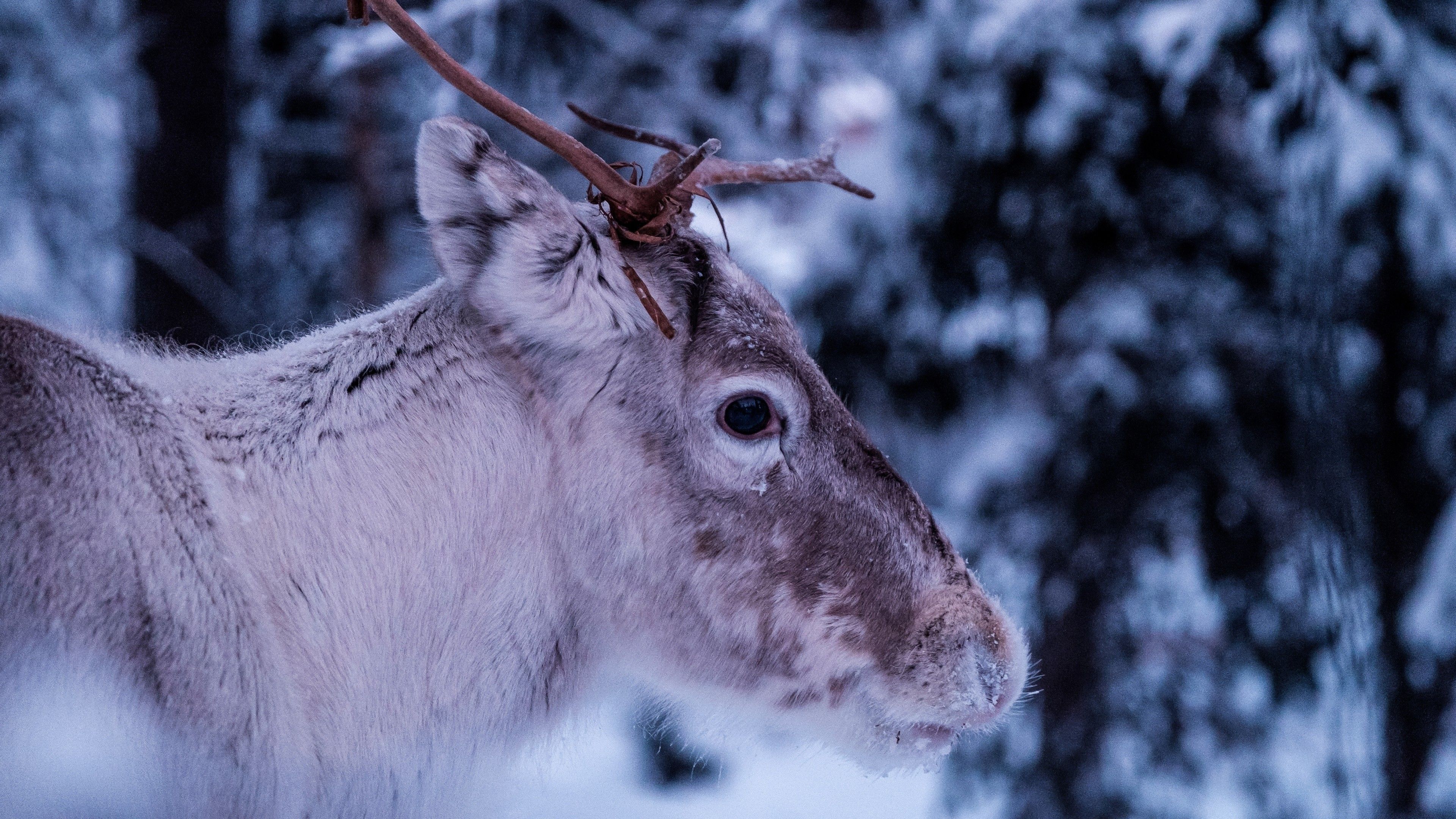 Winter Profile Wallpapers - Wallpaper Cave
