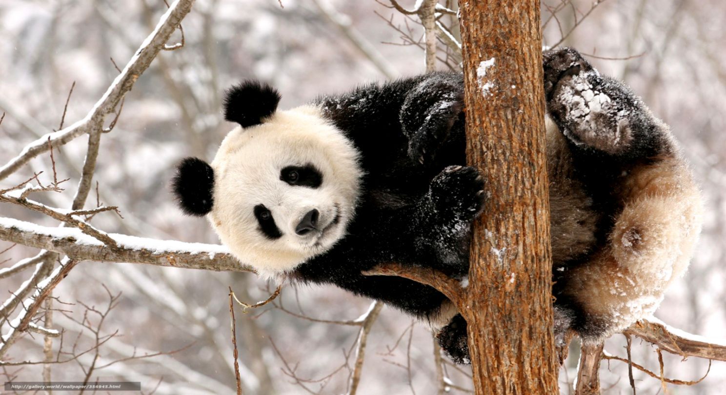 Panda Winter Wallpapers - Wallpaper Cave