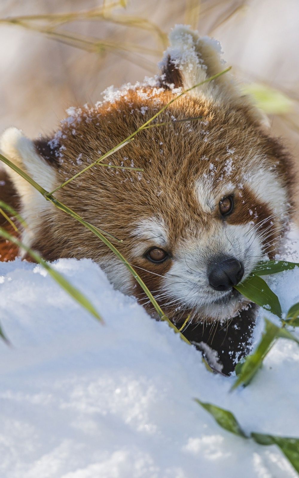 Panda Winter Wallpapers - Wallpaper Cave