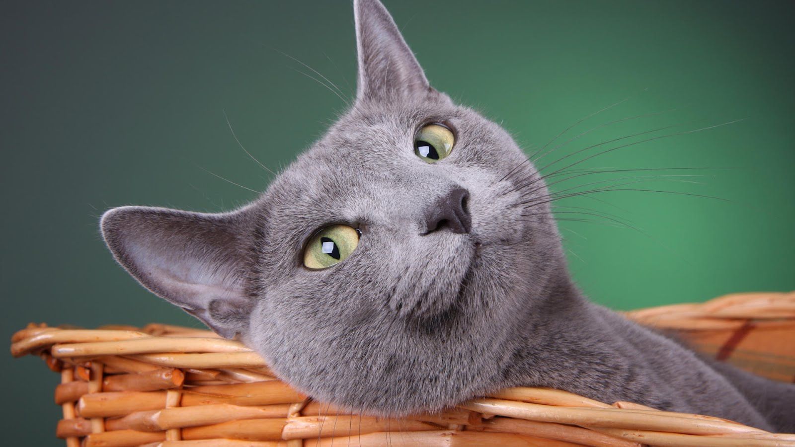 Russian Blue Wallpapers - Wallpaper Cave