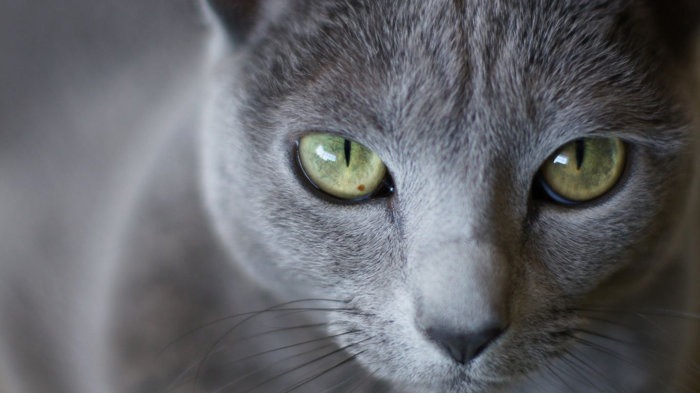 Russian Blue Wallpapers - Wallpaper Cave