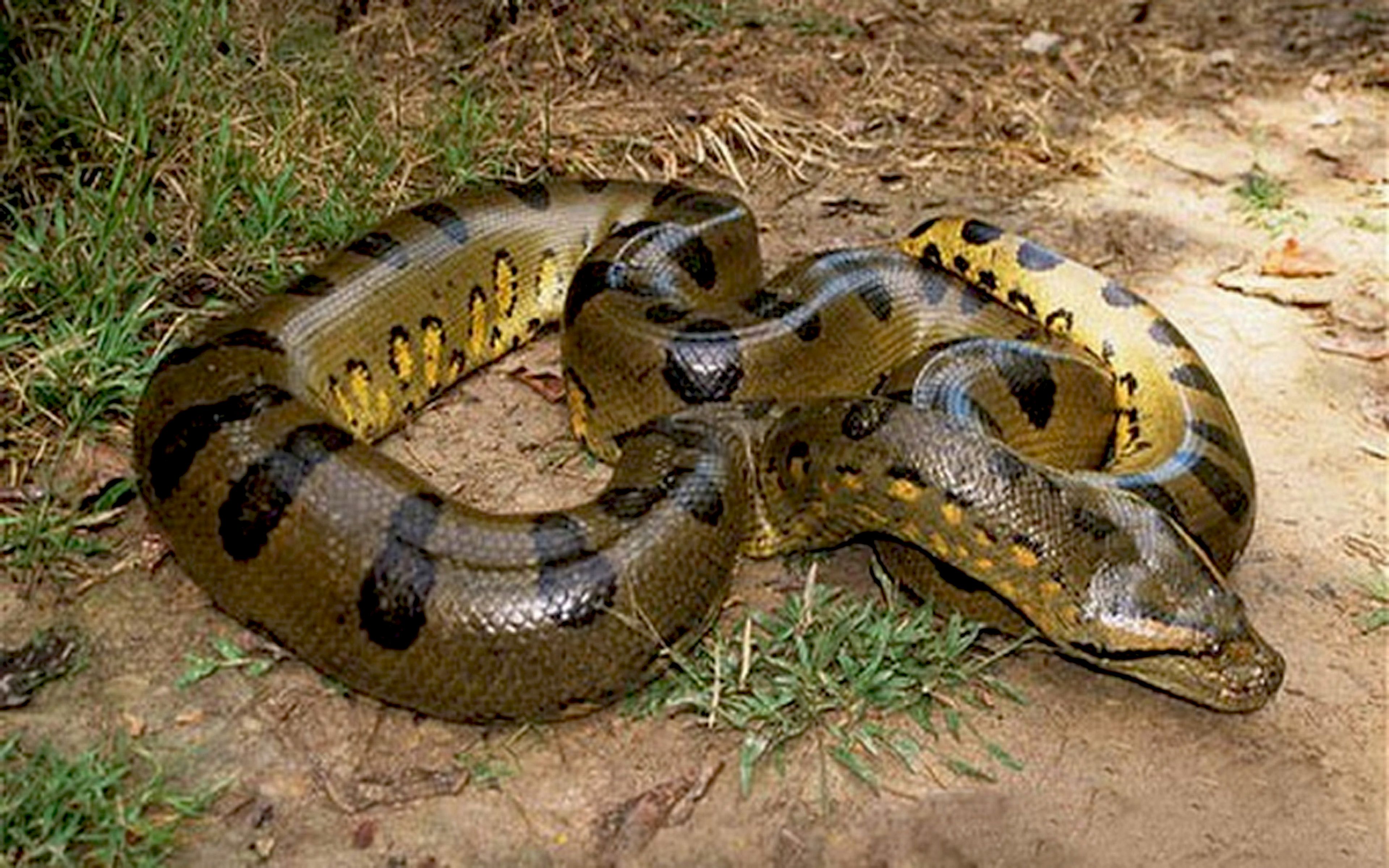 Anacondas Wallpapers - Wallpaper Cave