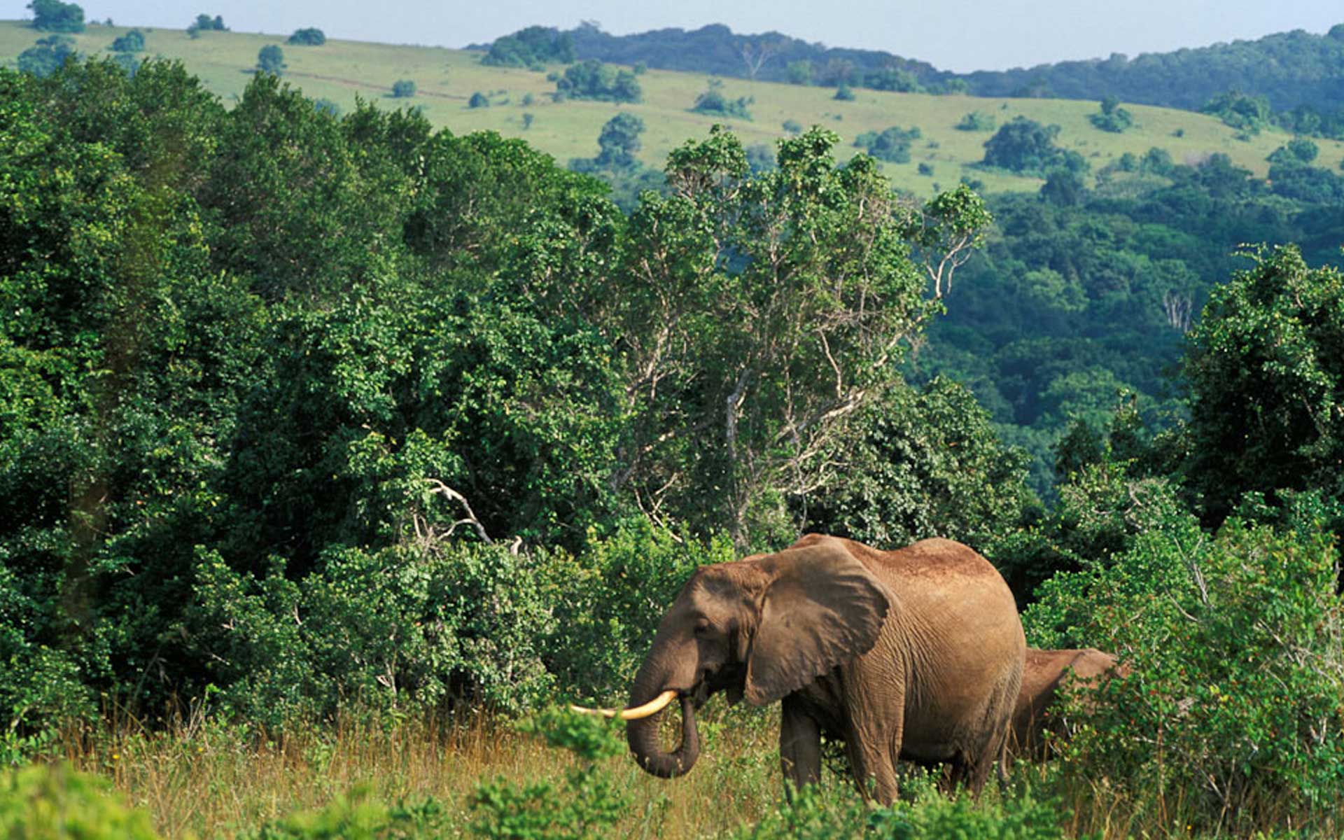 Shimba Hills National Reserve Wallpapers - Wallpaper Cave