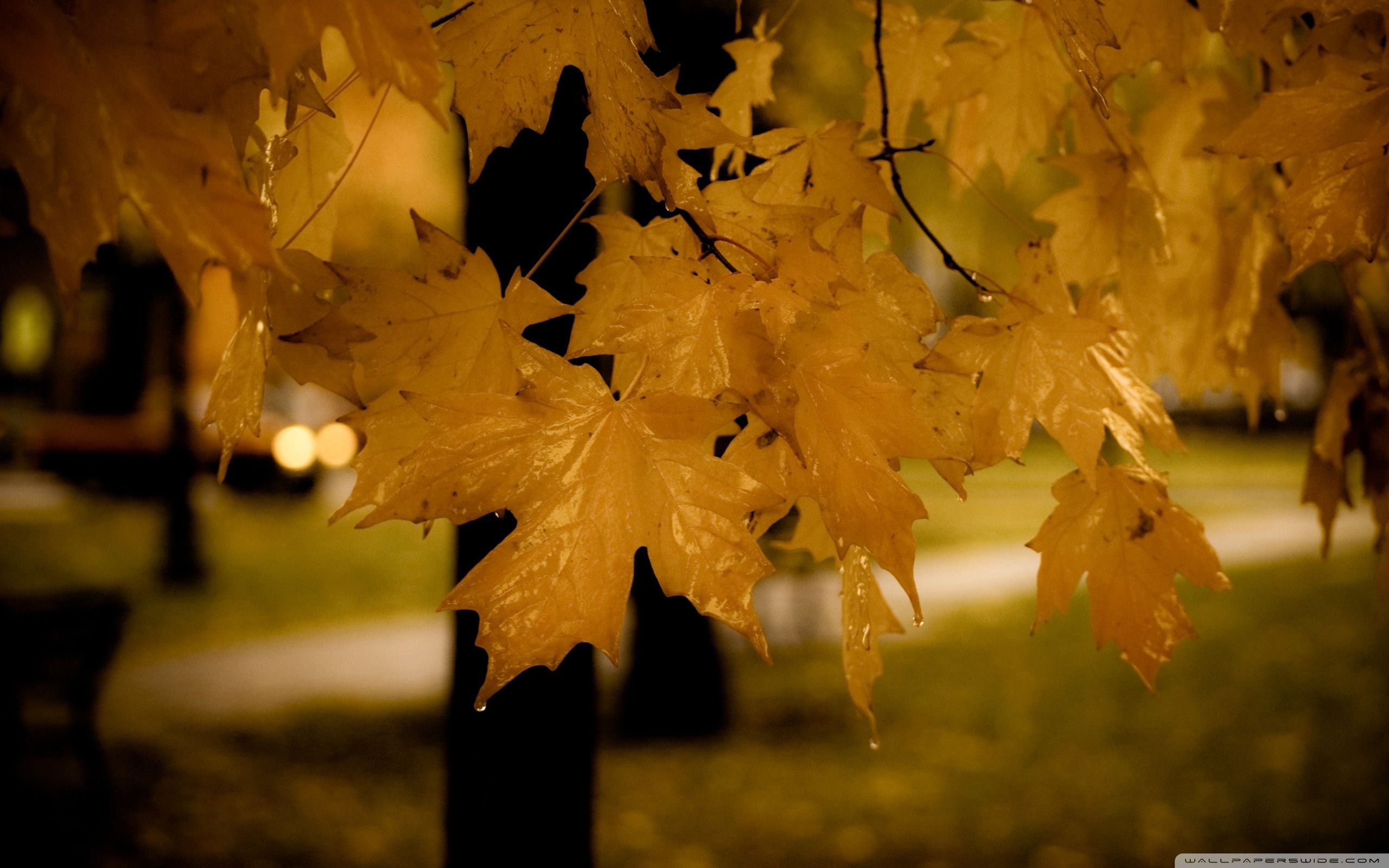 Drizzle Wallpapers - Wallpaper Cave