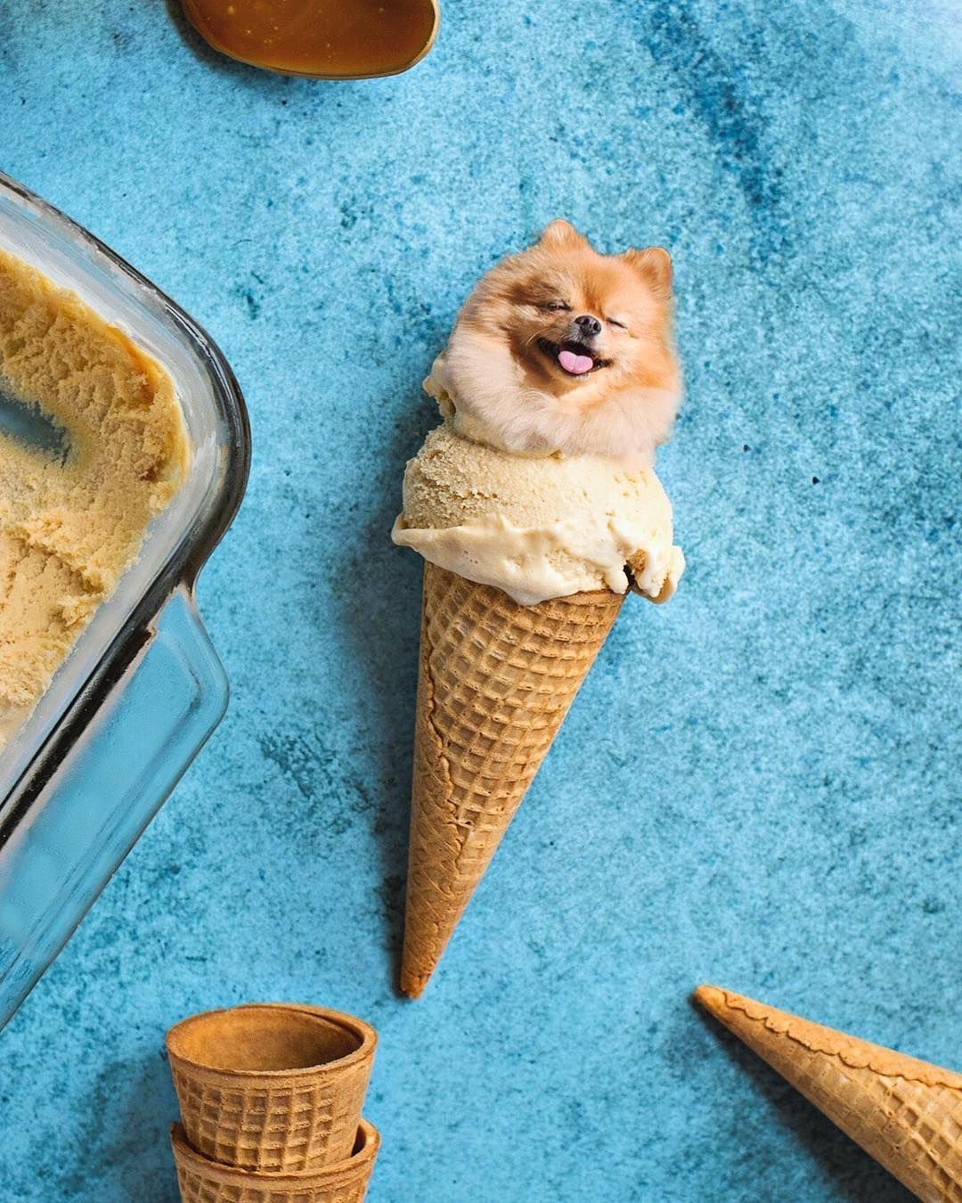 Ice Cream Dog Wallpapers - Wallpaper Cave