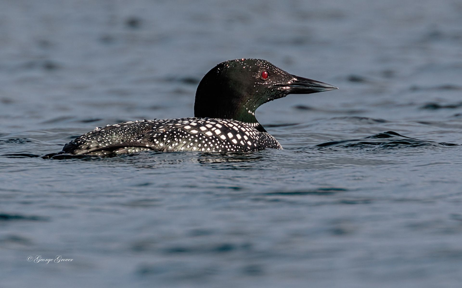 Loons Wallpapers - Wallpaper Cave