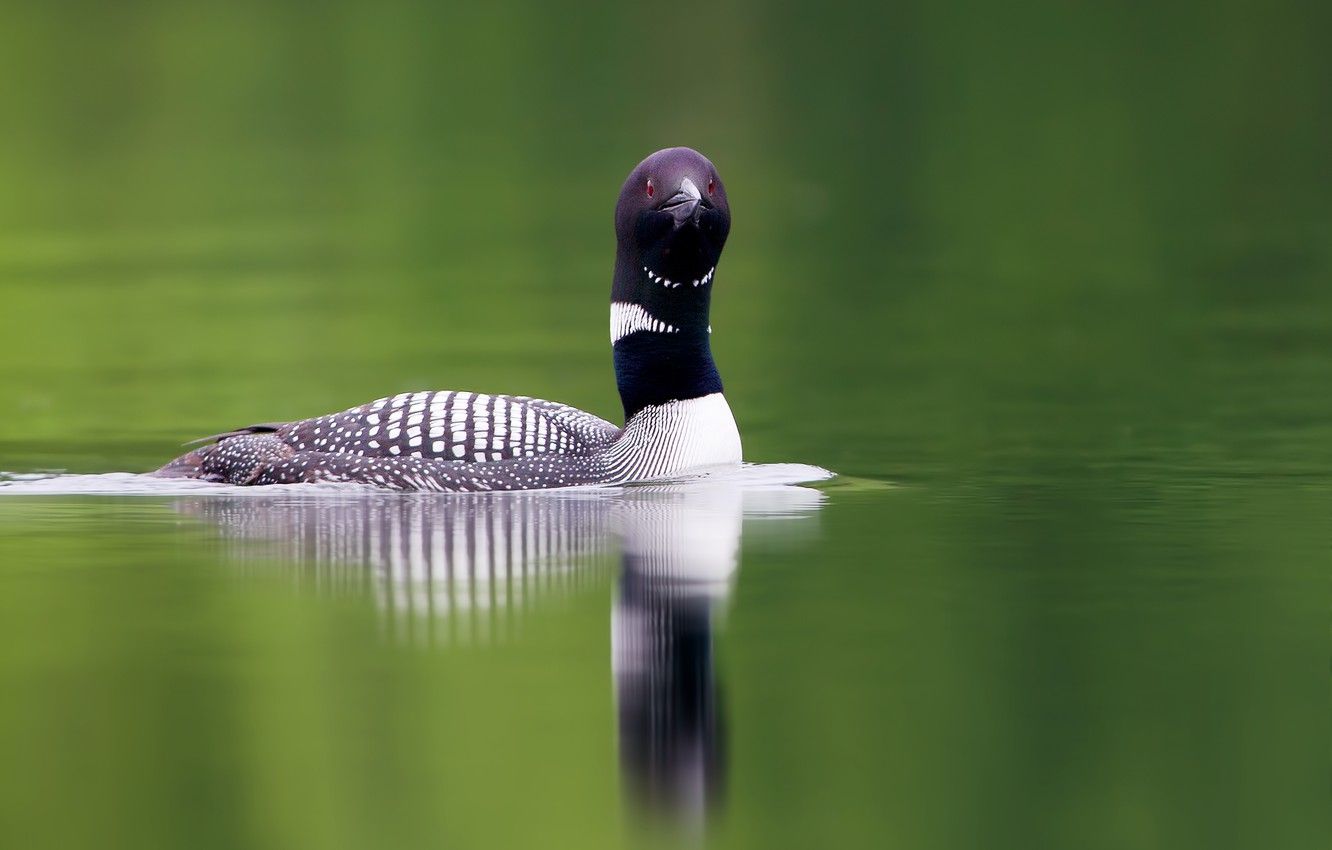 Loons Wallpapers - Wallpaper Cave