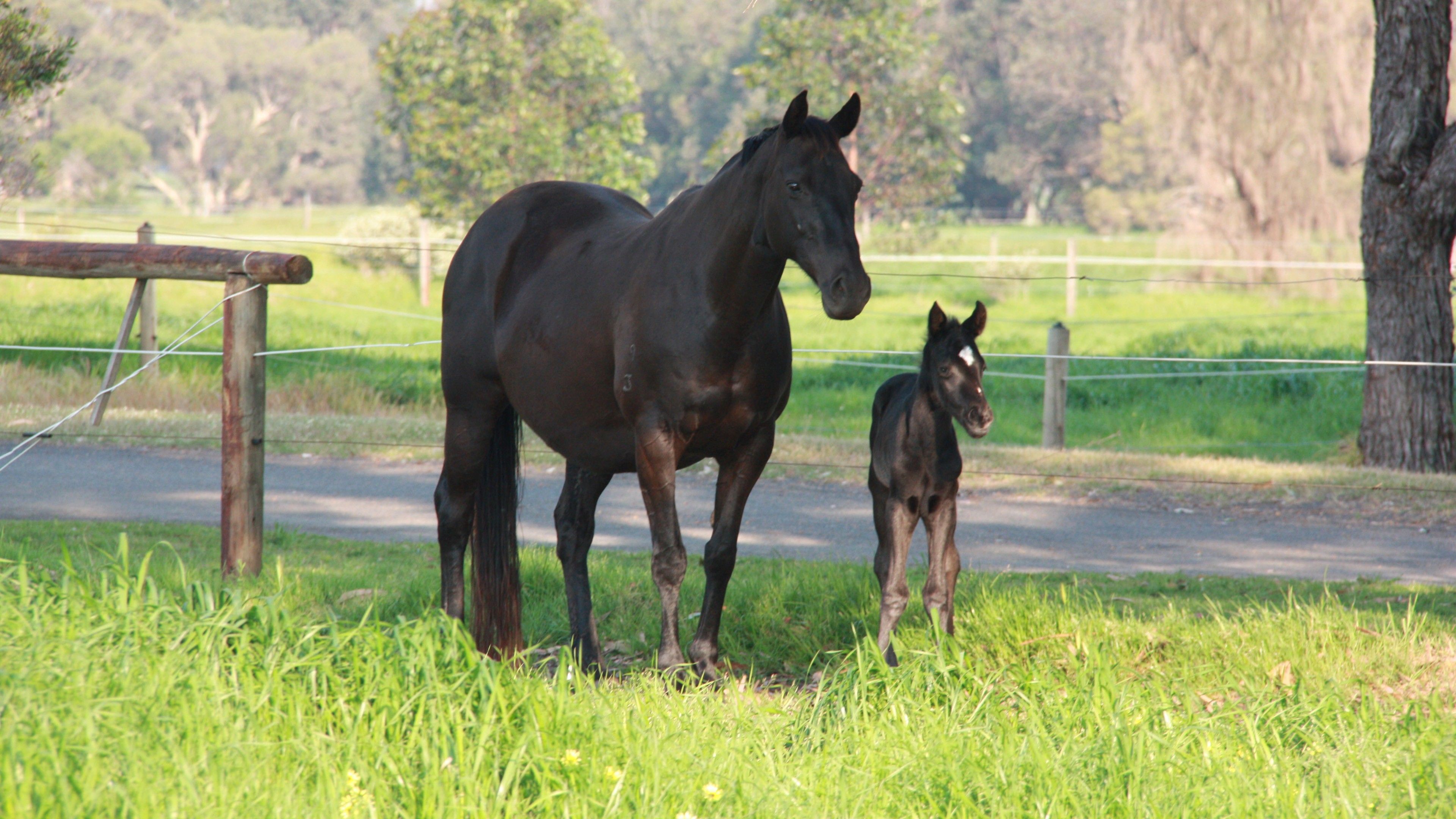 Black Foals Wallpapers - Wallpaper Cave