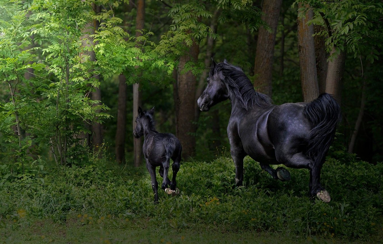Black Foals Wallpapers - Wallpaper Cave