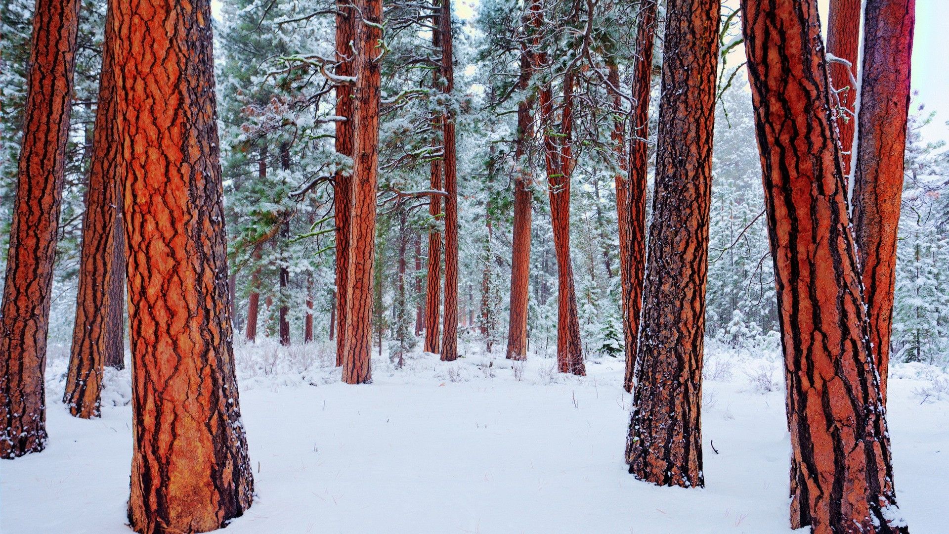 Red Winter Forest Wallpapers - Wallpaper Cave