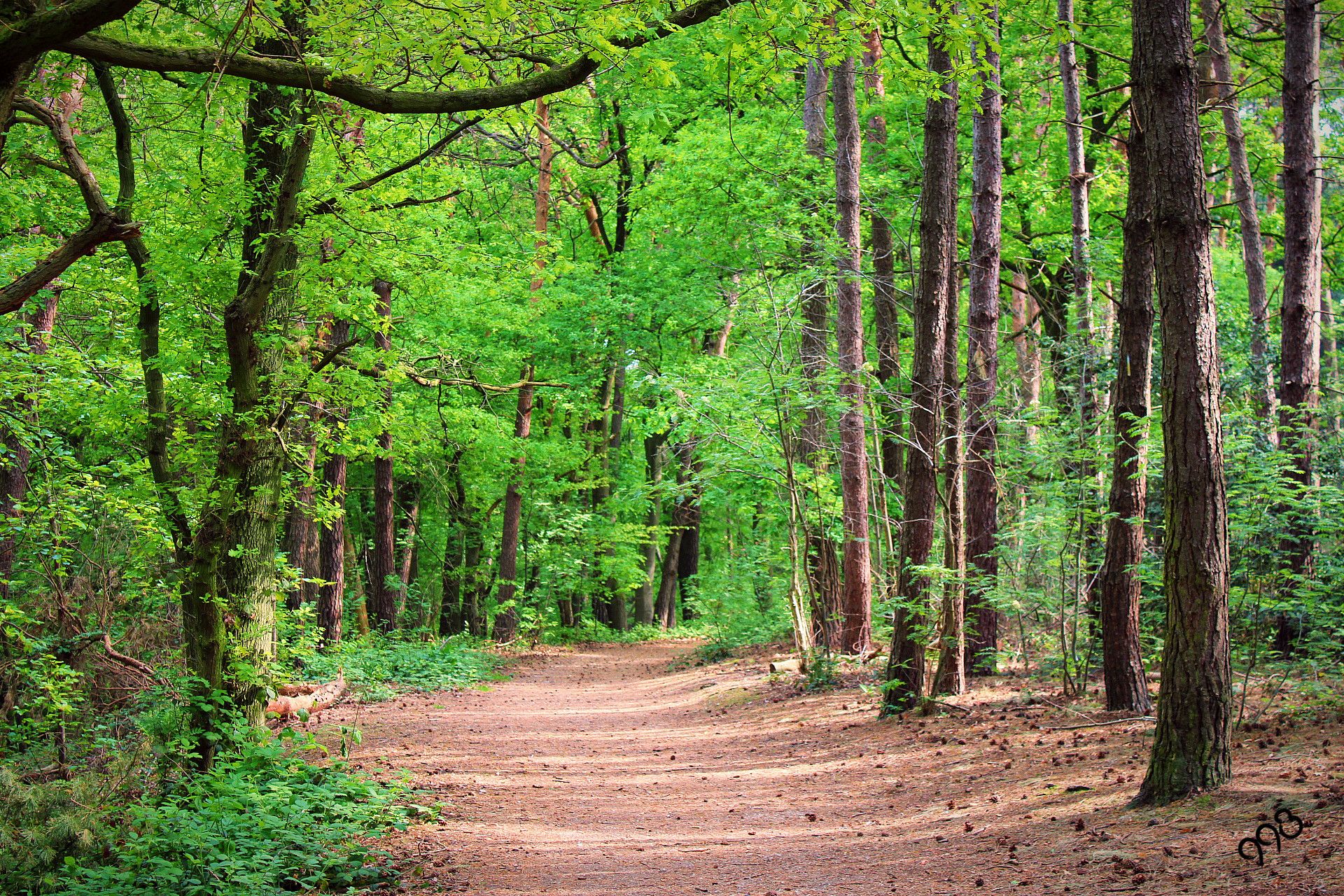 Forestry Wallpapers - Wallpaper Cave