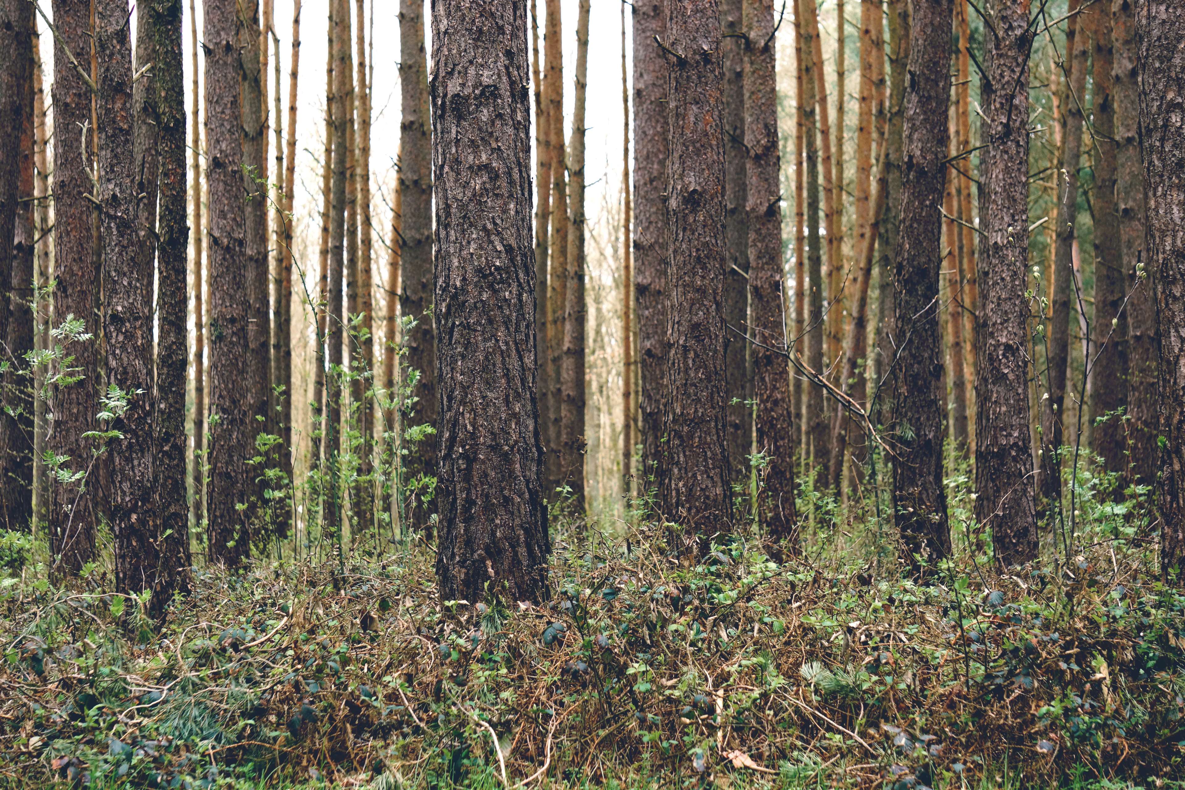 Forestry Wallpapers - Wallpaper Cave