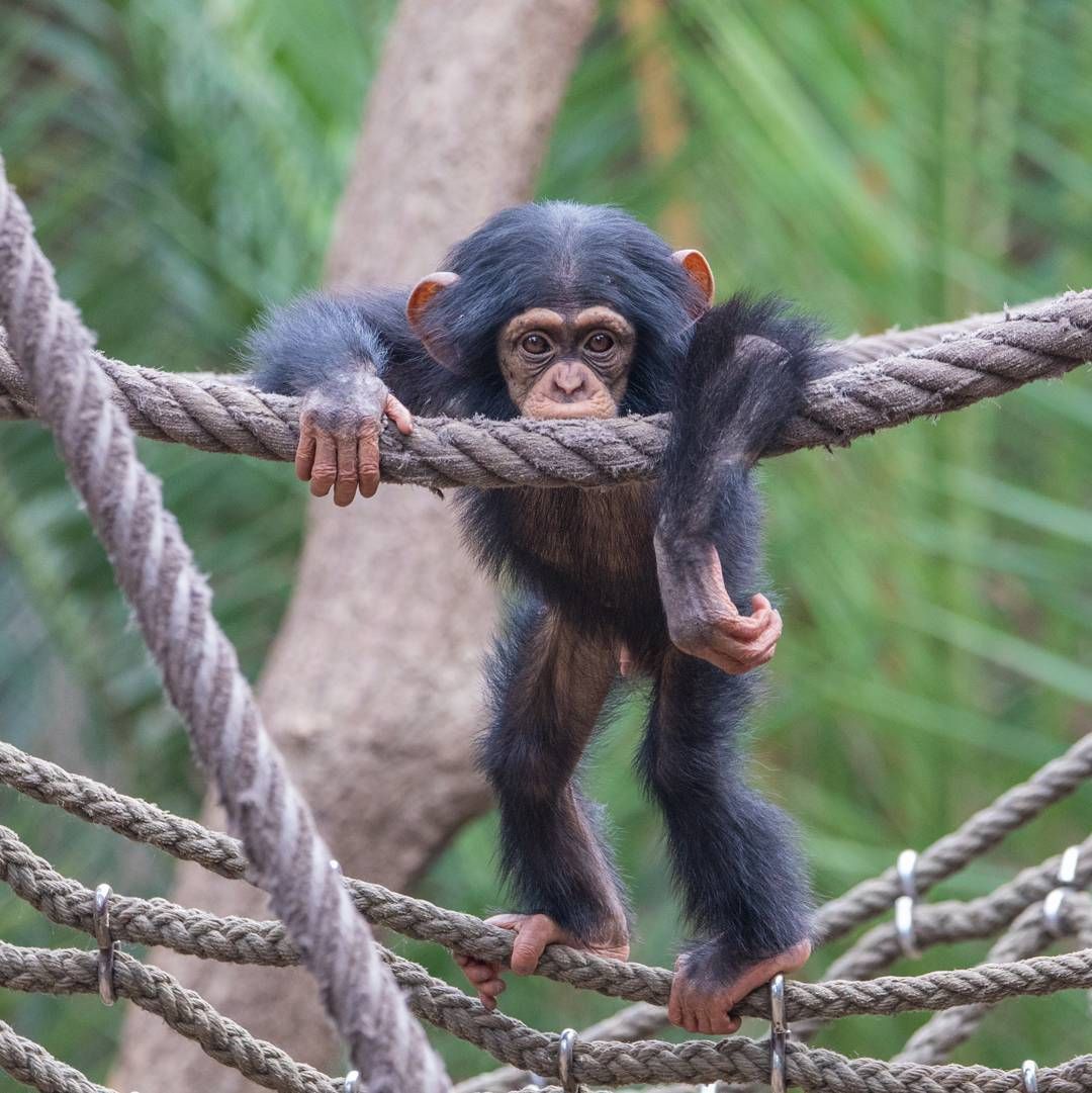 Pan Troglodytes Baby Wallpapers - Wallpaper Cave