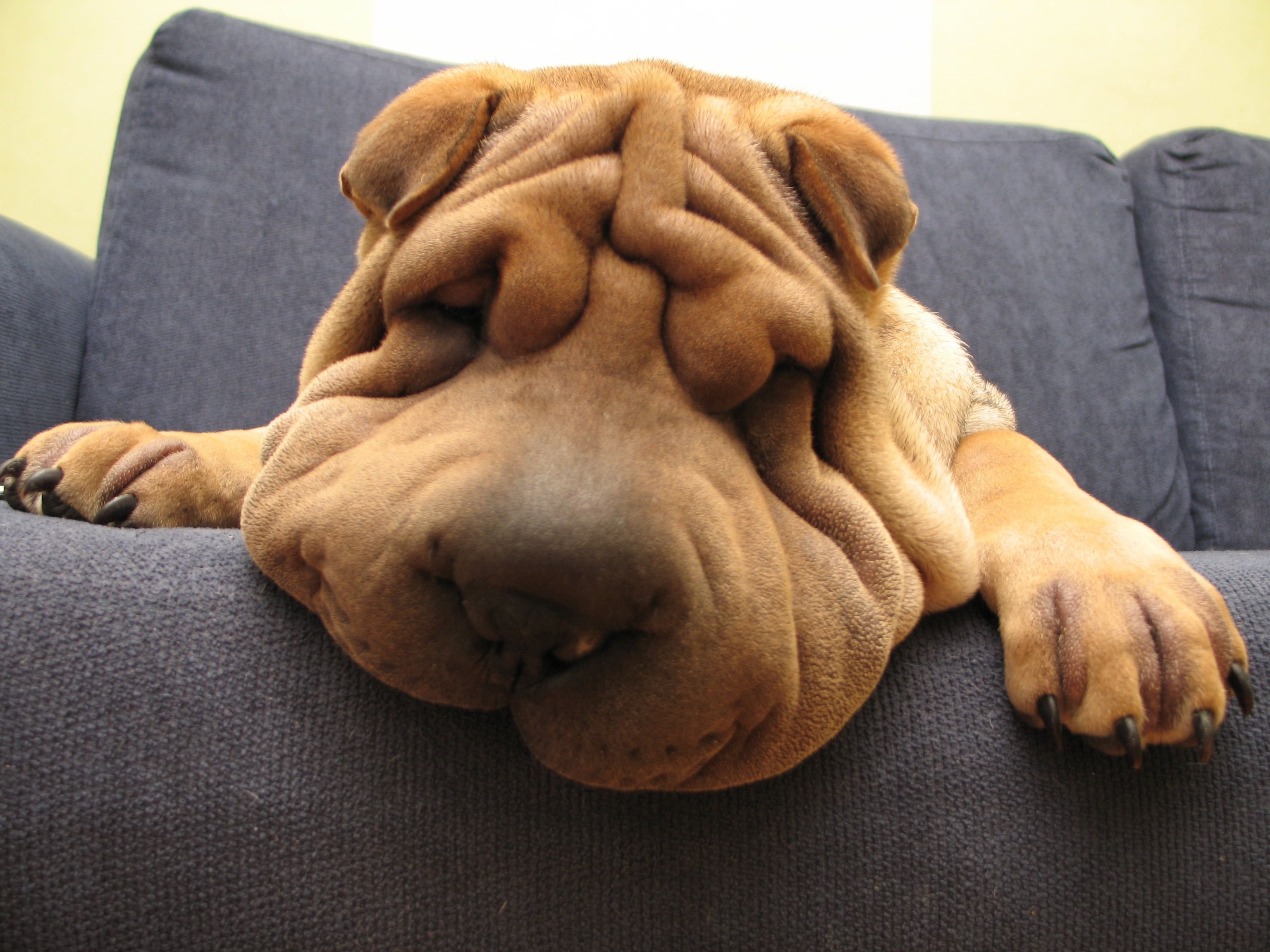 Shar Pei Dog Wallpapers - Wallpaper Cave