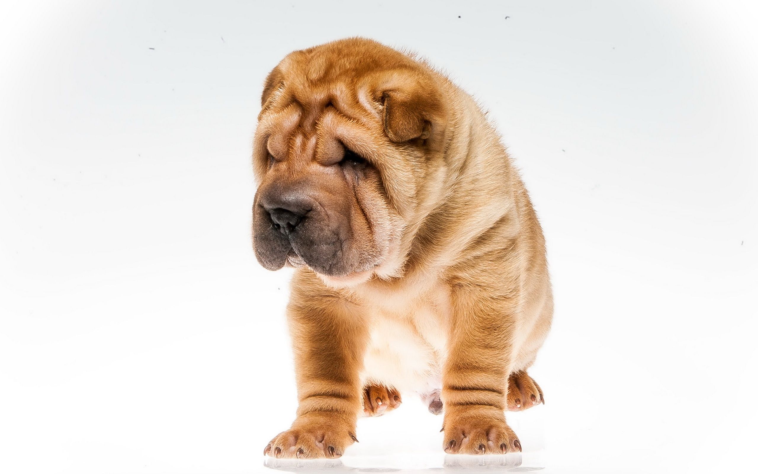 Shar Pei Dog Wallpapers - Wallpaper Cave