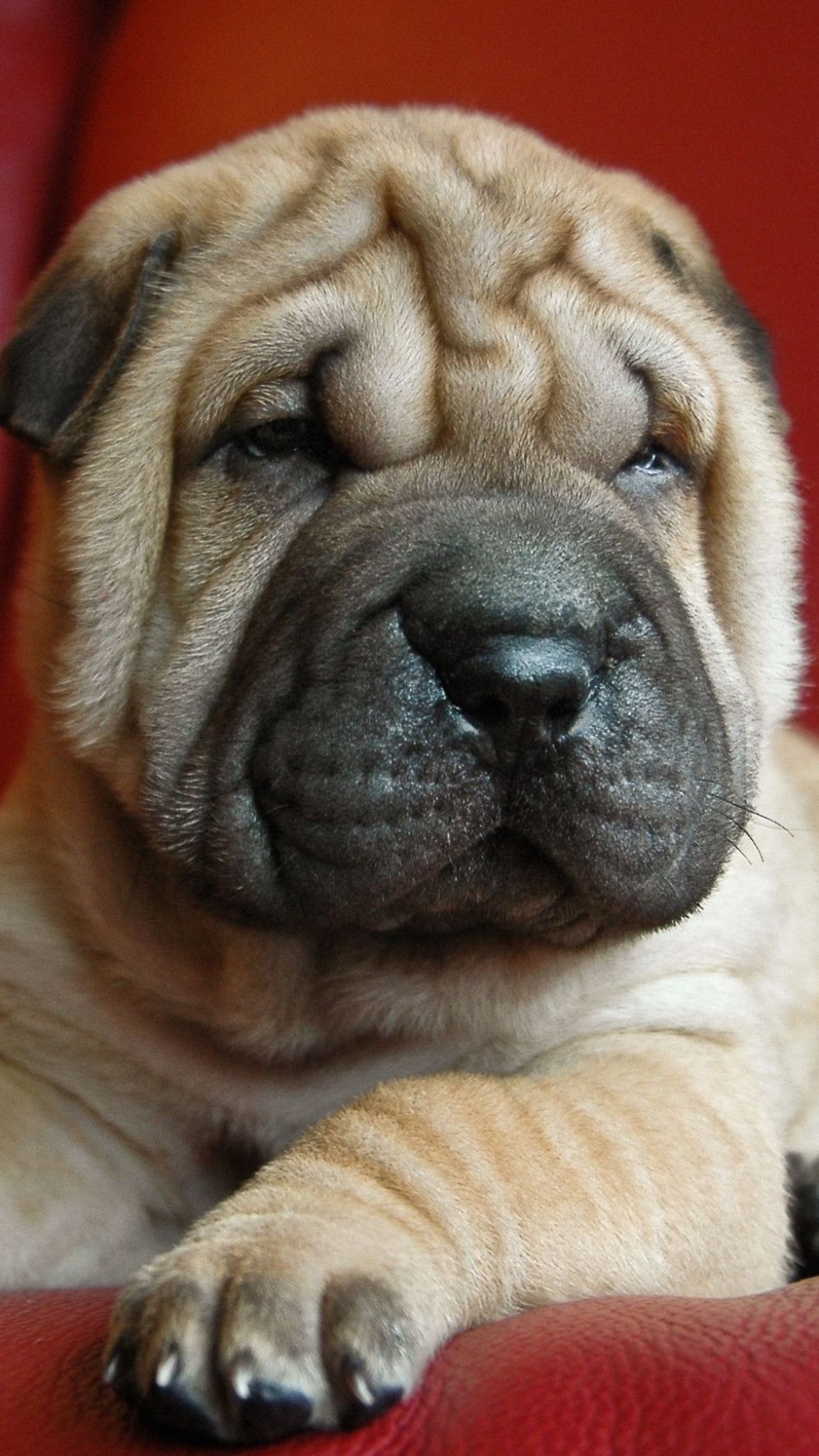 Shar Pei Dog Wallpapers - Wallpaper Cave